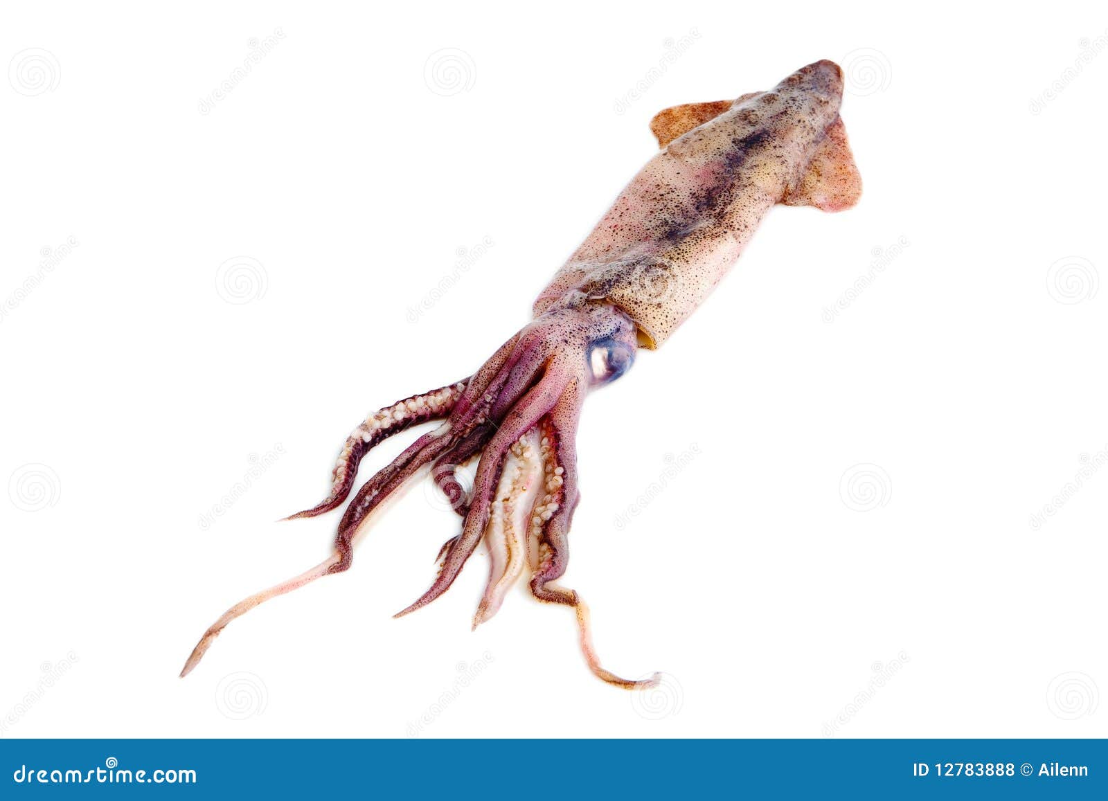 Squid stock photo. Image of macro, animal, appetizer - 12783888