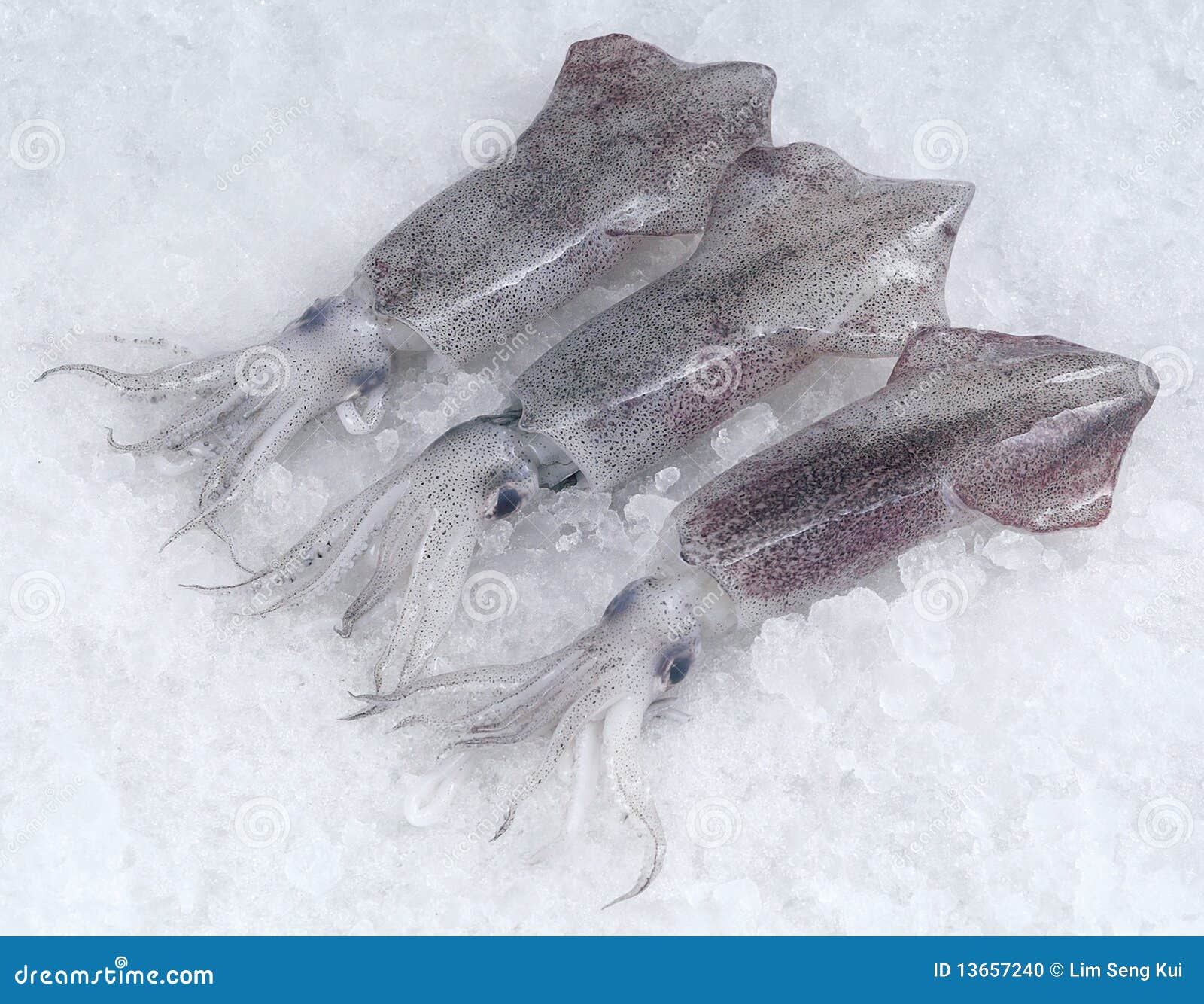 Squid stock photo. Image of seafood, freshness, baby - 13657240