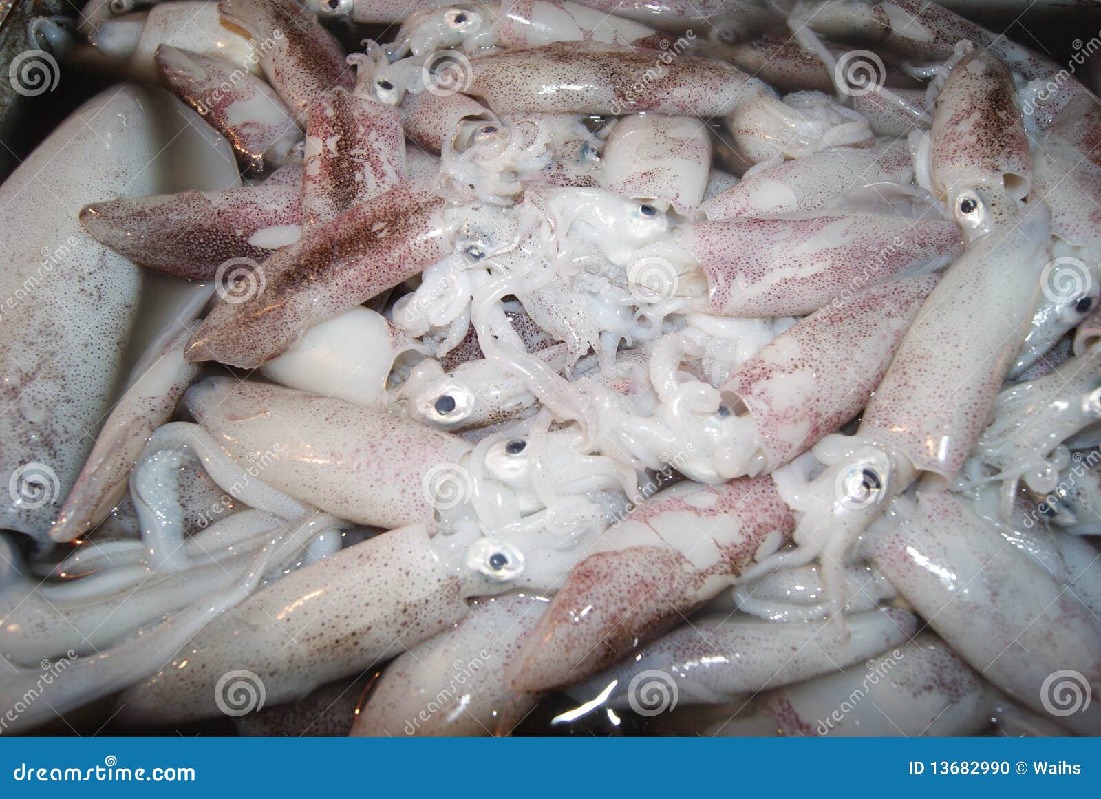 Squid stock photo. Image of fishermen, restaurant, display - 13682990