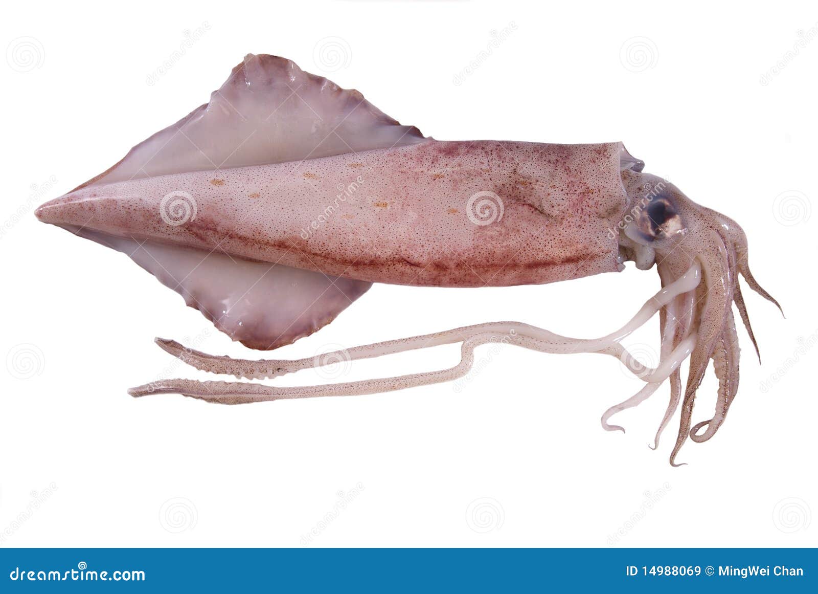 Squid stock image. Image of blue, aquarium, isolated - 14988069
