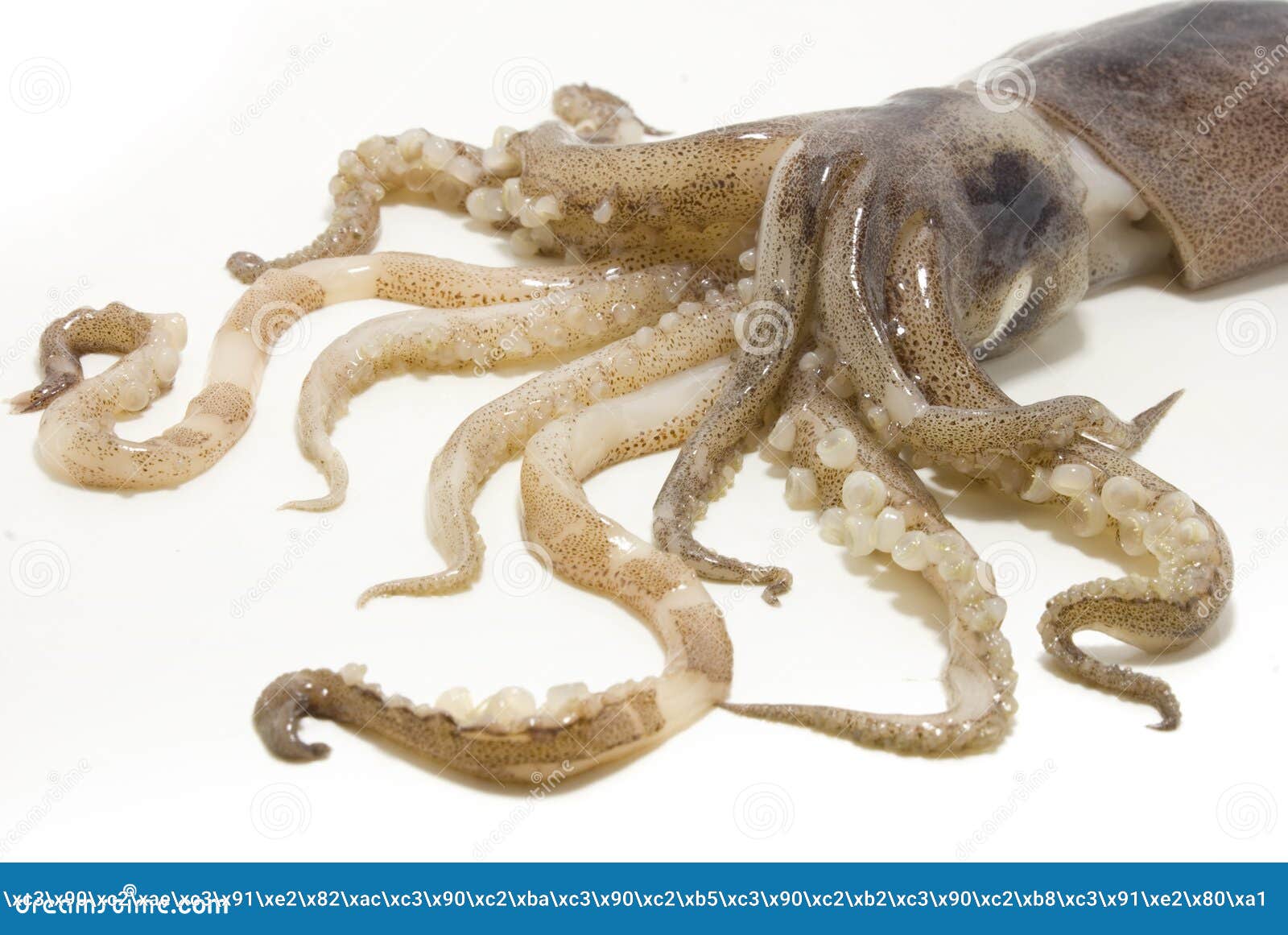 Squid stock image. Image of fish, animal, color, brown - 15696157