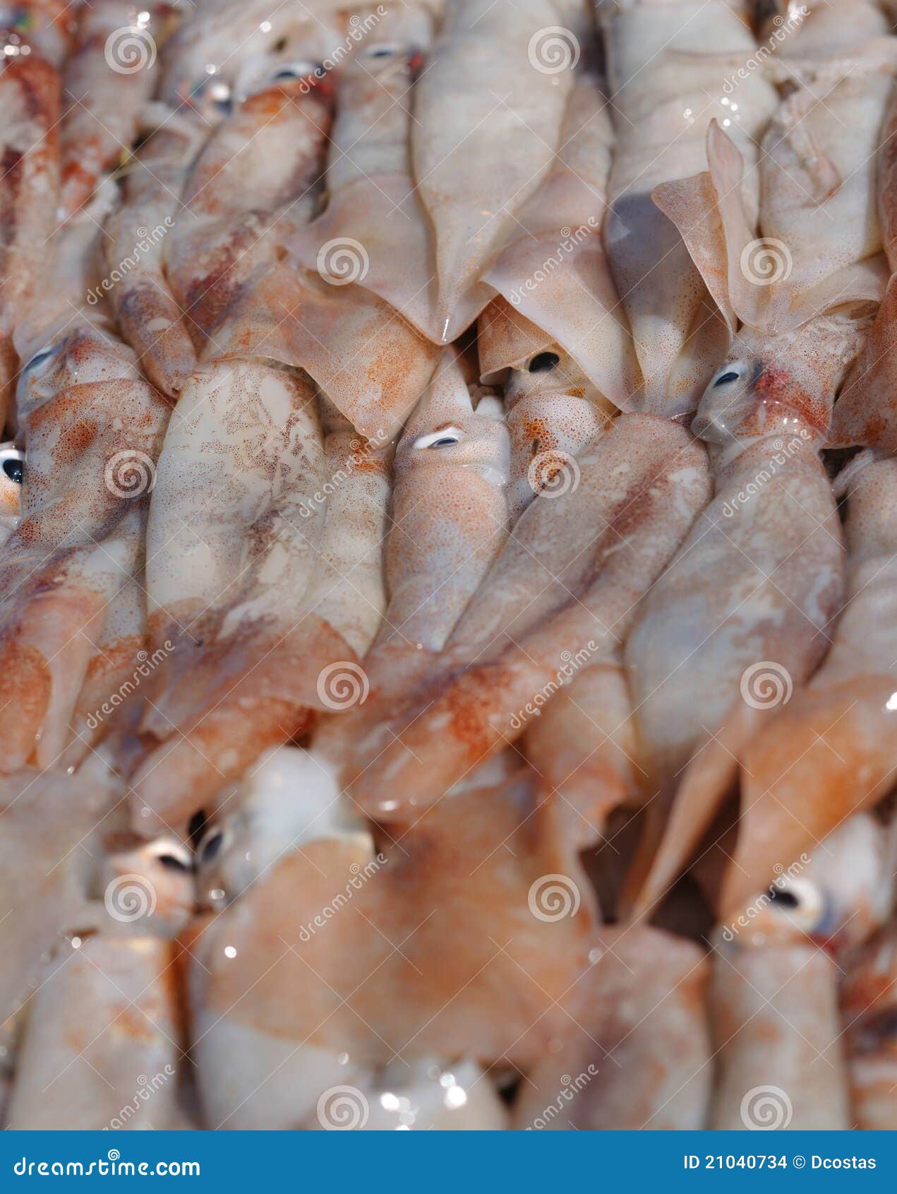 Squid stock photo. Image of display, marine, sell, mollusk - 21040734