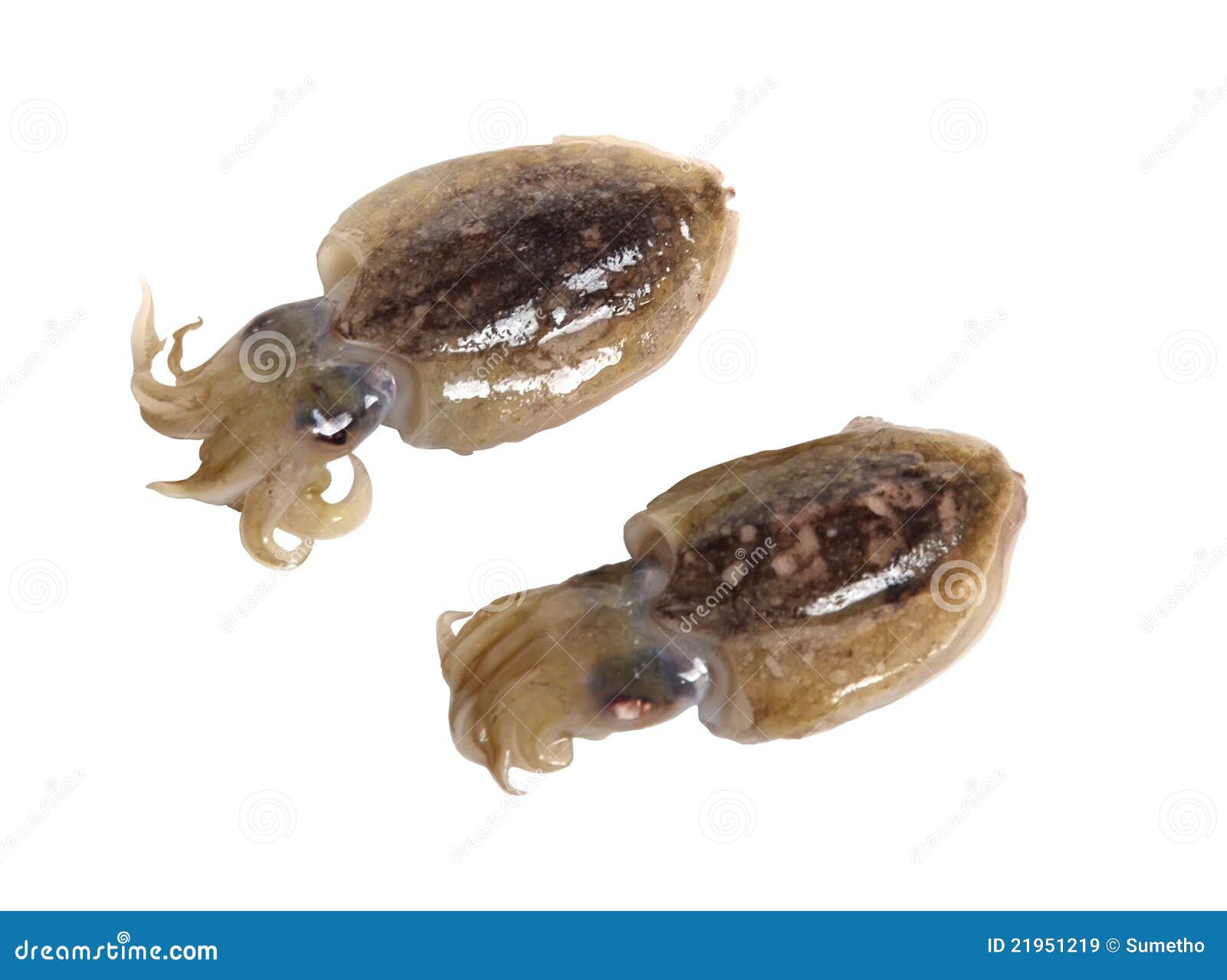 Squid stock image. Image of profile, fresh, squid, food - 21951219