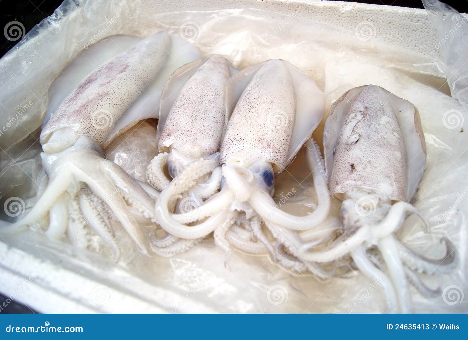 Squid stock image. Image of sell, animals, life, healthy - 24635413