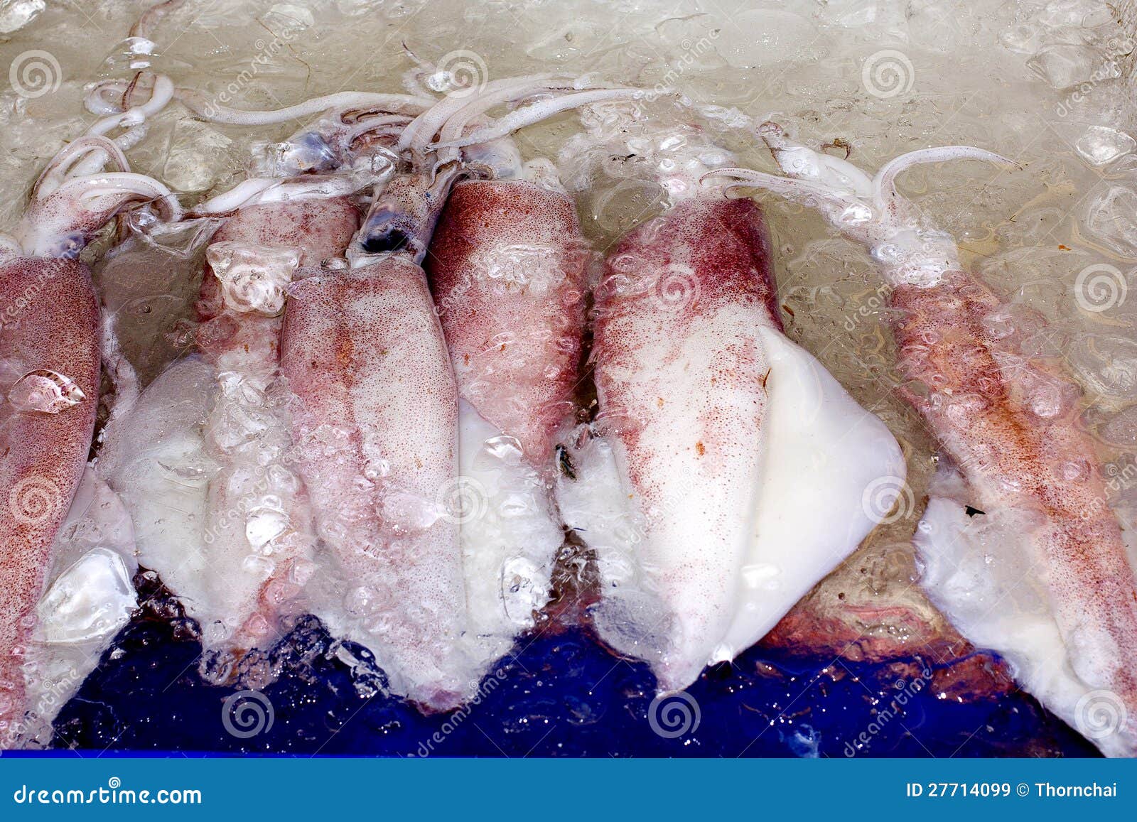 Squid stock image. Image of squid, fresh, cool, crustaceae - 27714099