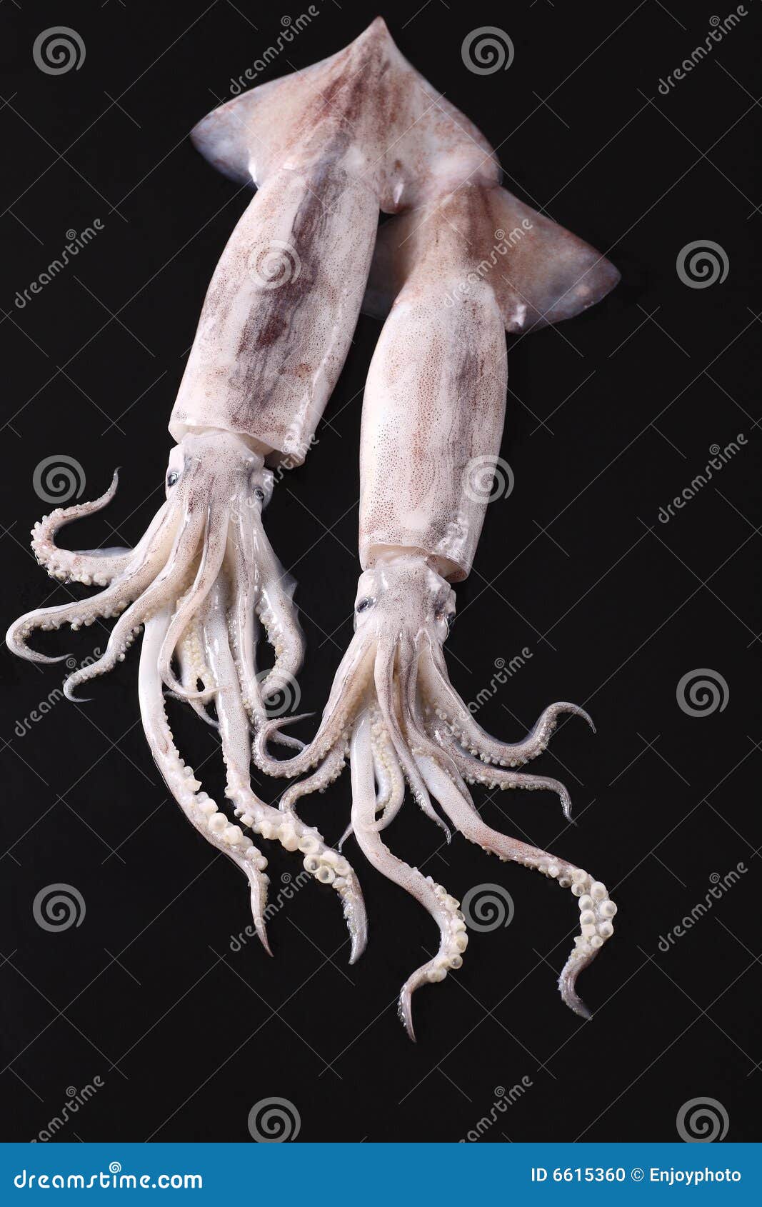 Squid stock photo. Image of tentacles, mollusks, polypod - 6615360