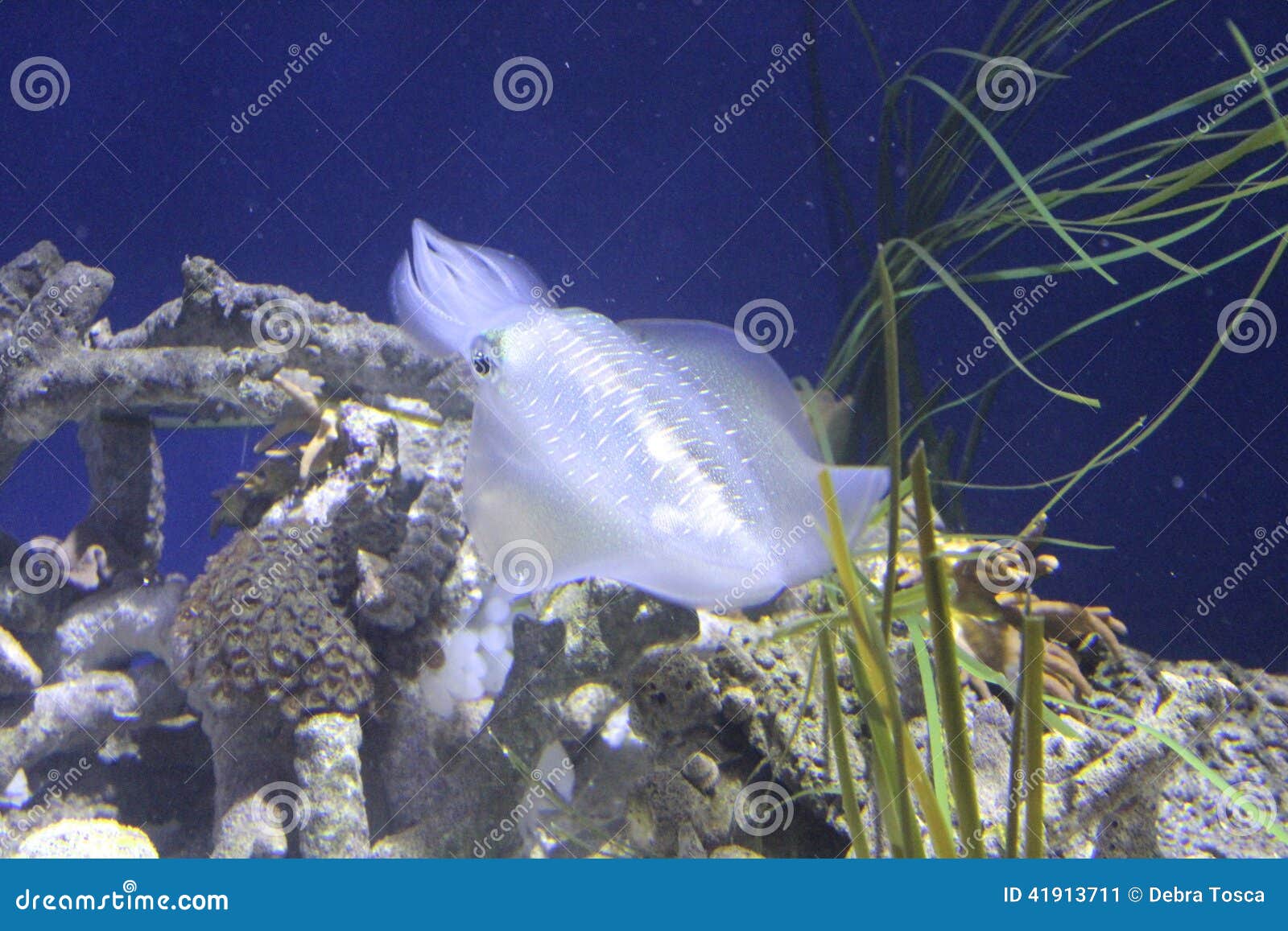 Squid big fin reef stock image. Image of aquarium, tropical - 41913711