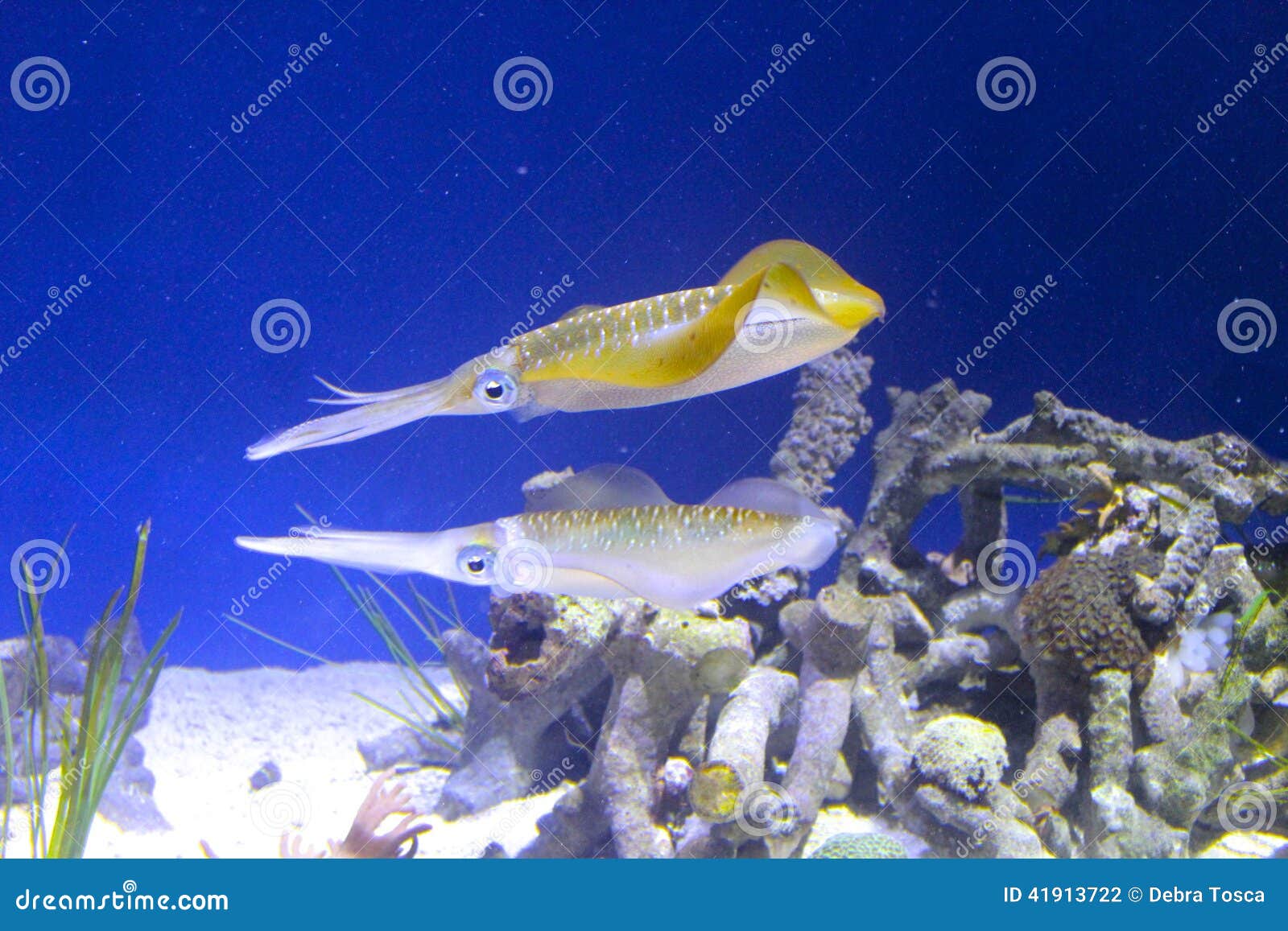 Squid big fin reef stock photo. Image of ocean, fish - 41913722