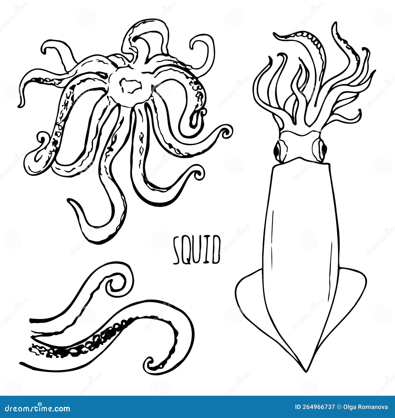 Squid Black and White Vector Set Isolated on a White Background. Stock ...