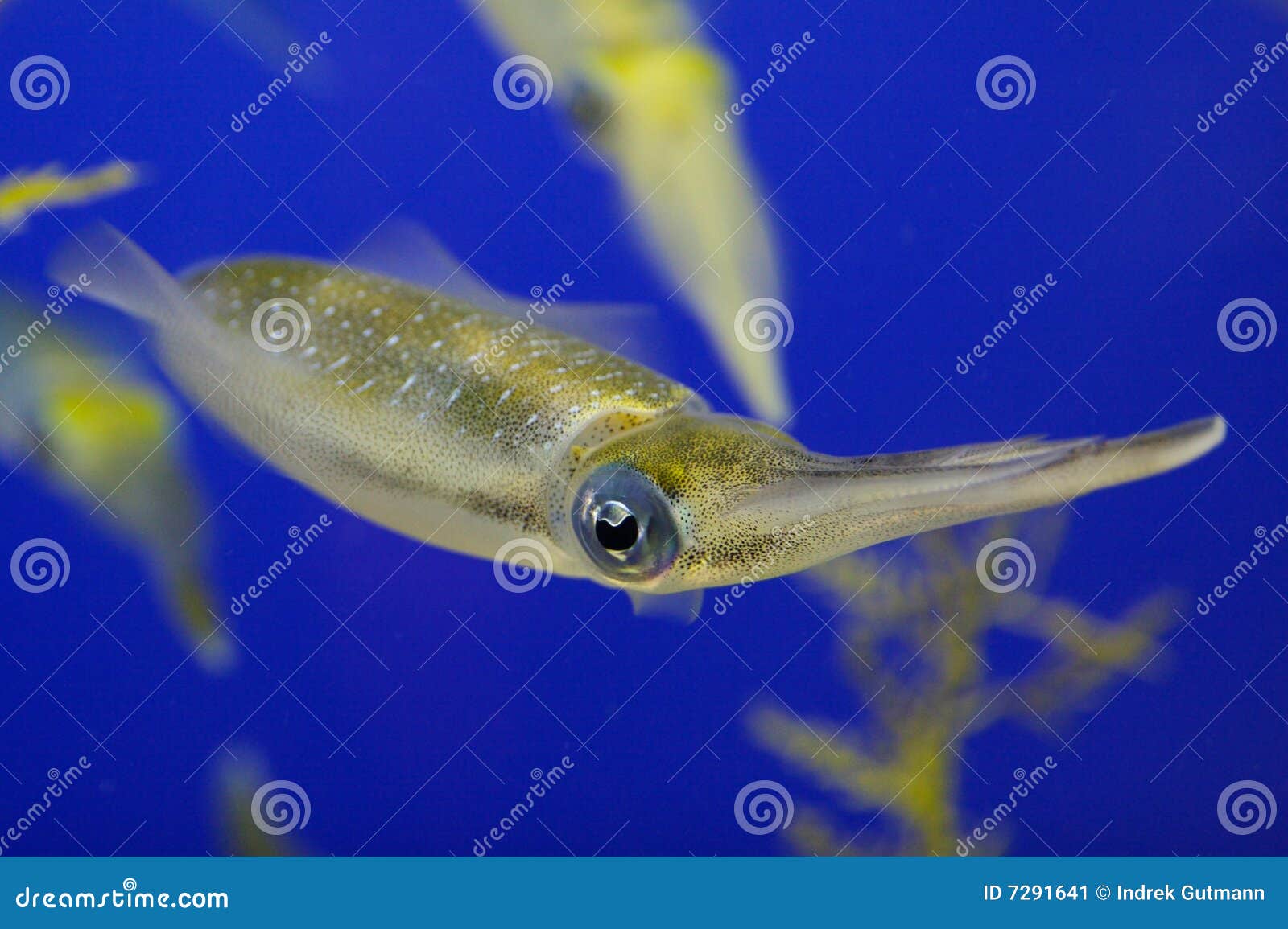 Squid in blue water stock image. Image of shimmer, fish - 7291641