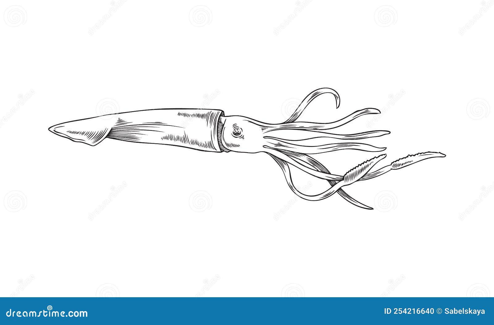 Squid or Calamari Fish in Etched or Engraved Style Vector Illustration ...