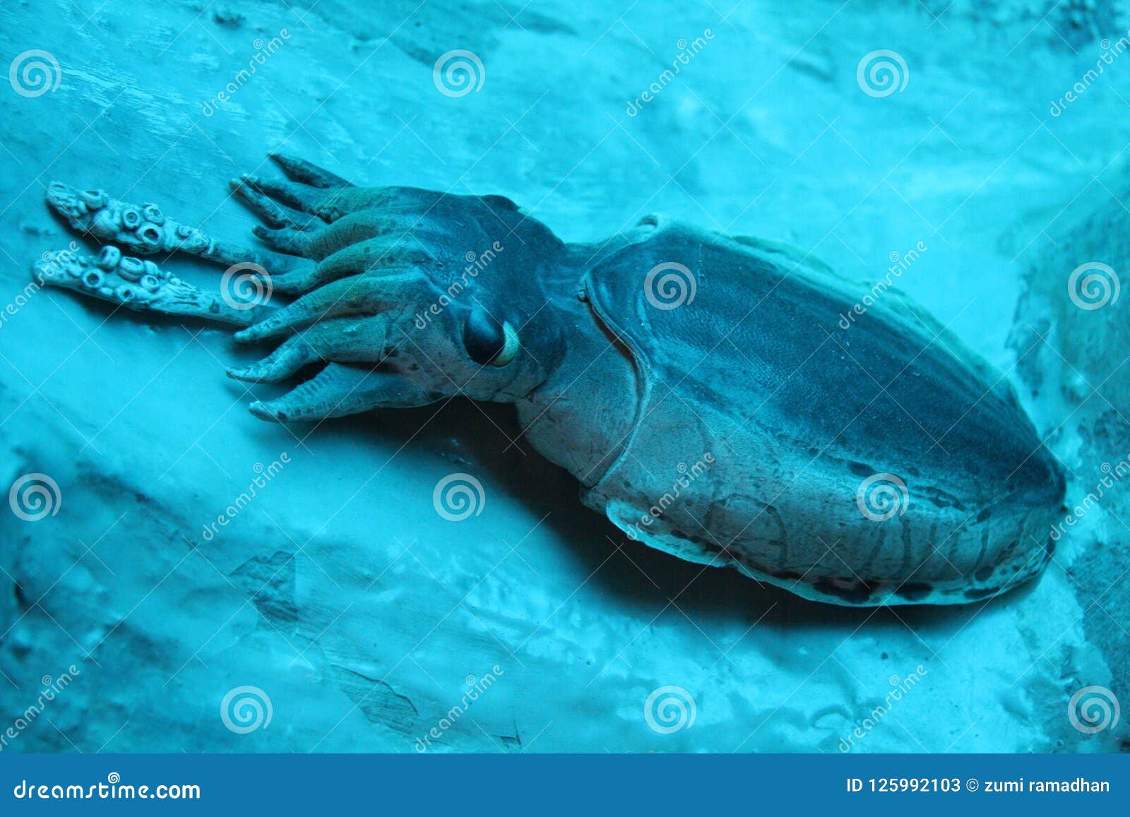 Squid stock image. Image of beautiful, infraclass, fish - 125992103