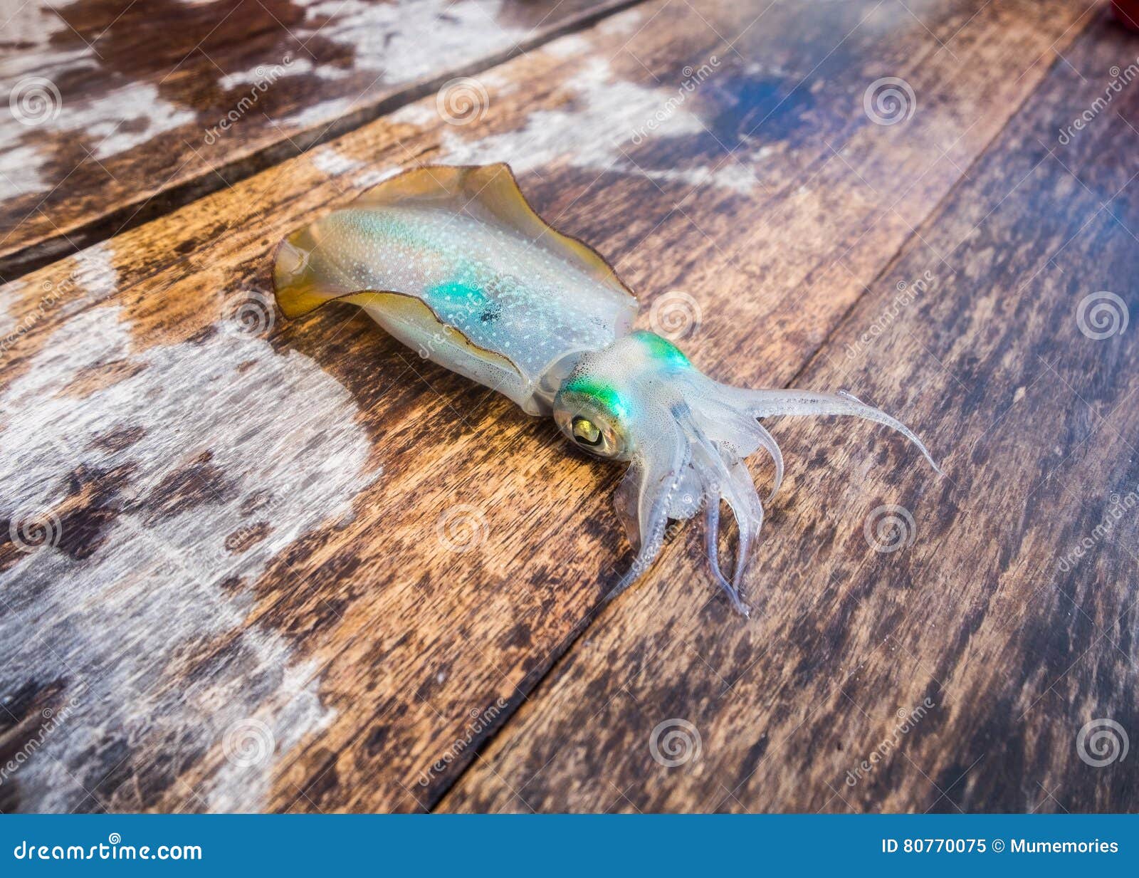 Squid Clear Green Eye on Boat Stock Image - Image of scuba, color: 80770075