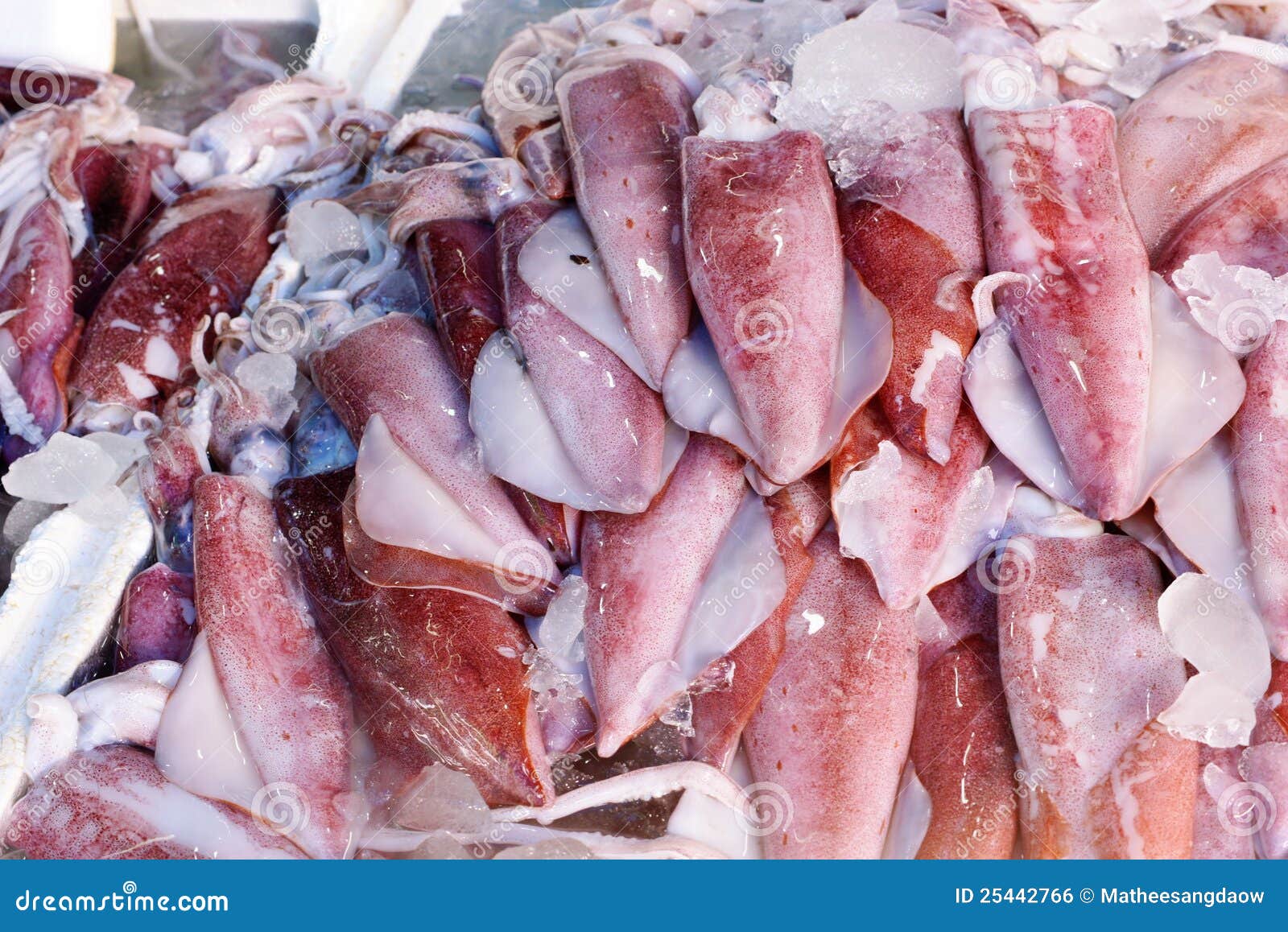 Squid for cooking at sea stock photo. Image of close - 25442766