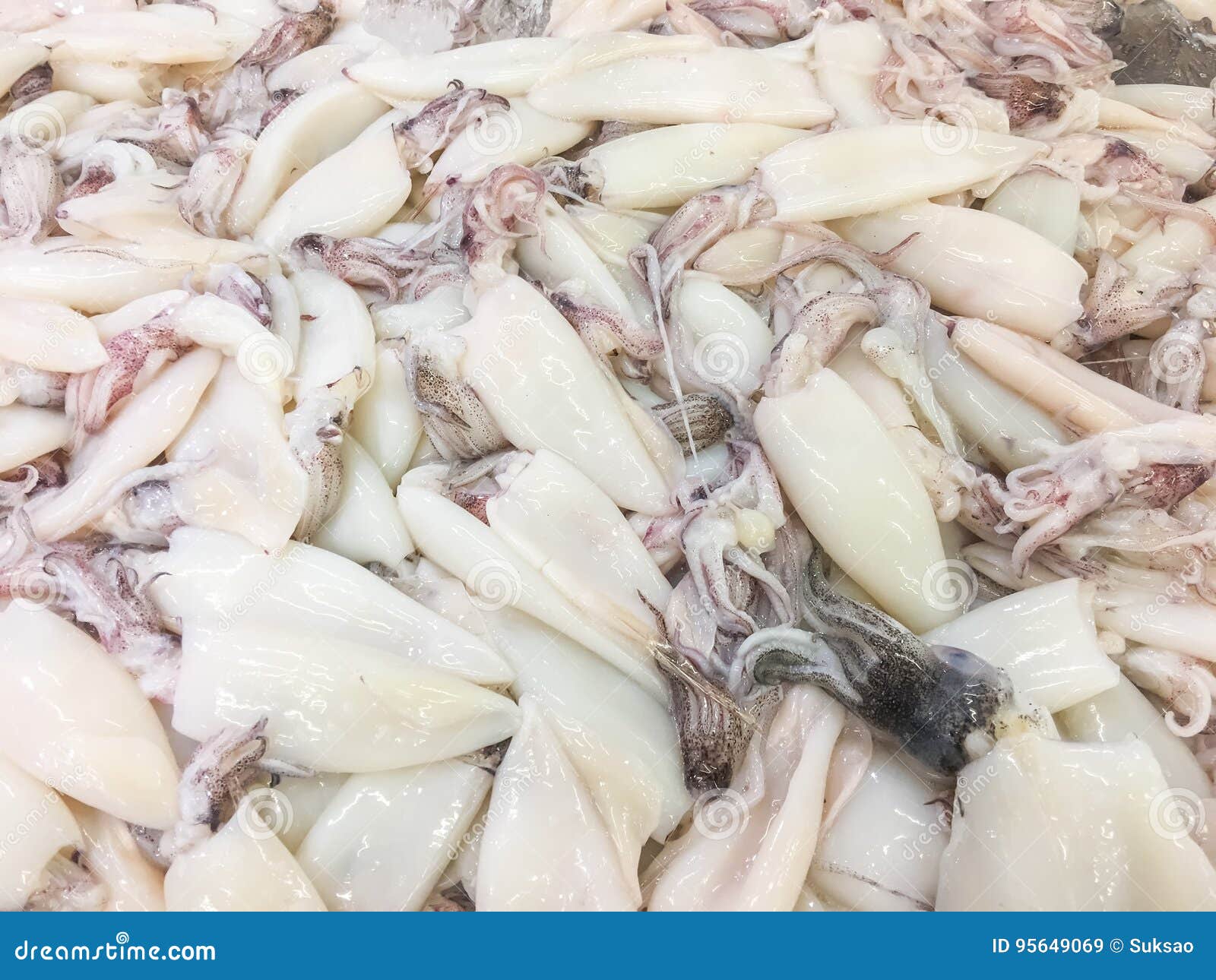 Squid or Cuttlefish Raw Fresh Stock Image - Image of animal, marine ...