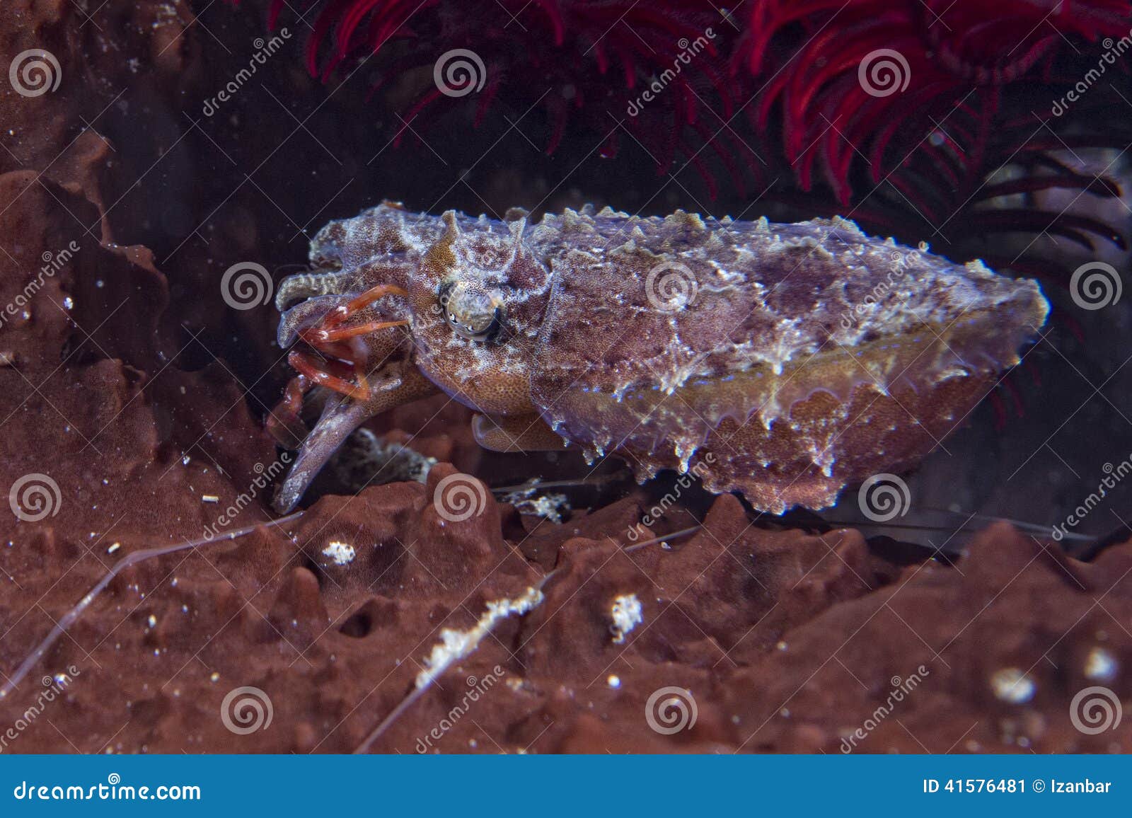Squid Cuttlefish Underwater while Eating Shrimp Stock Image - Image of ...