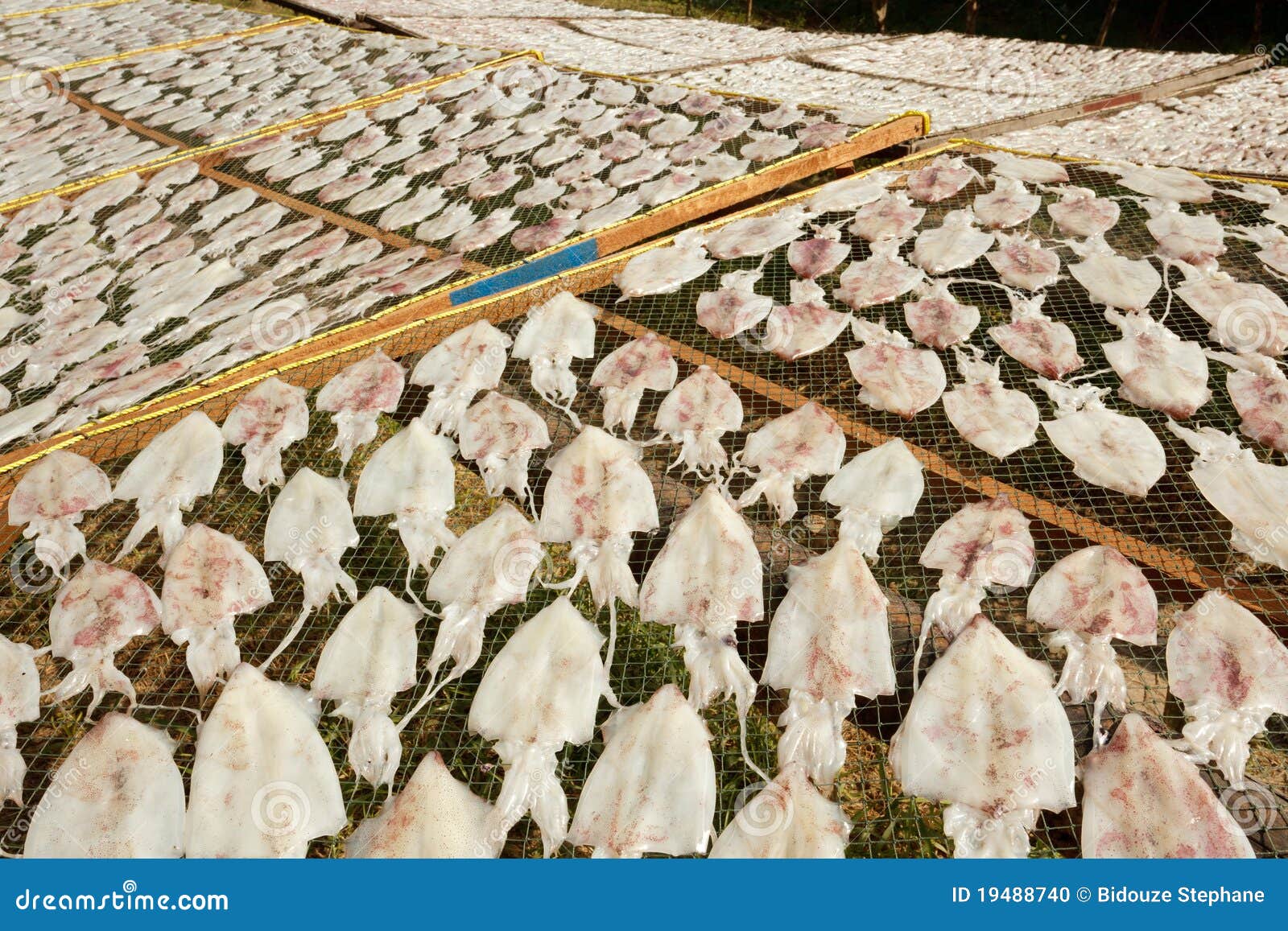Squid drying stock photo. Image of fresh, market, culture - 19488740