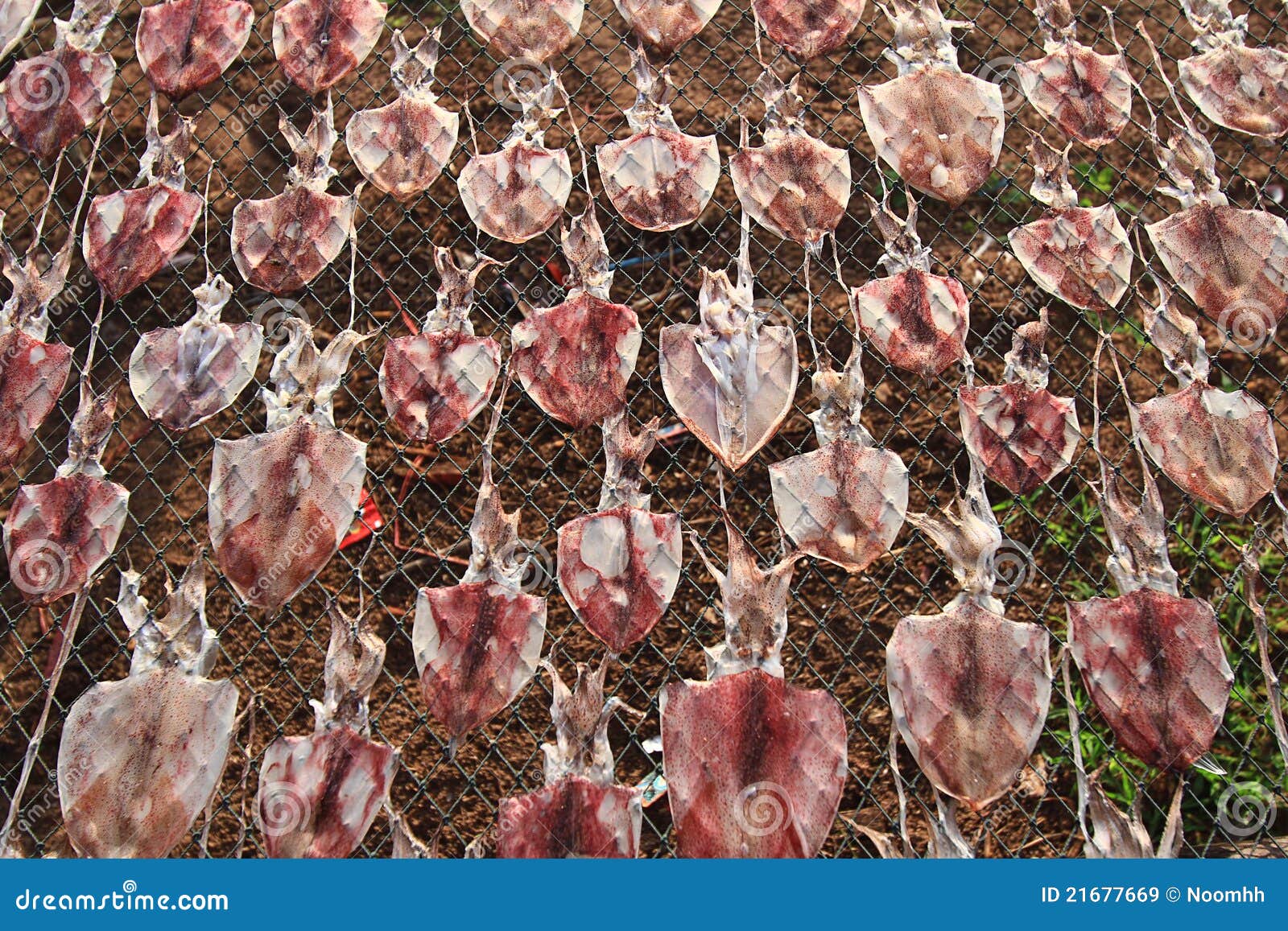 Squid drying stock image. Image of nutrition, octopus - 21677669