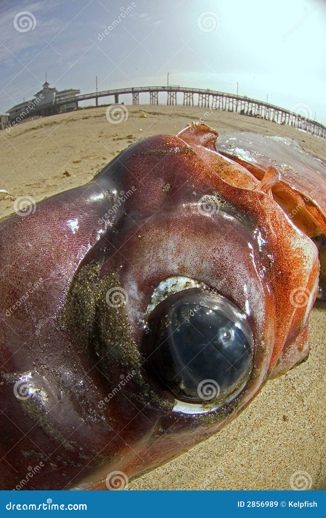 Squid eye stock image. Image of eyeball, sand, marine - 2856989