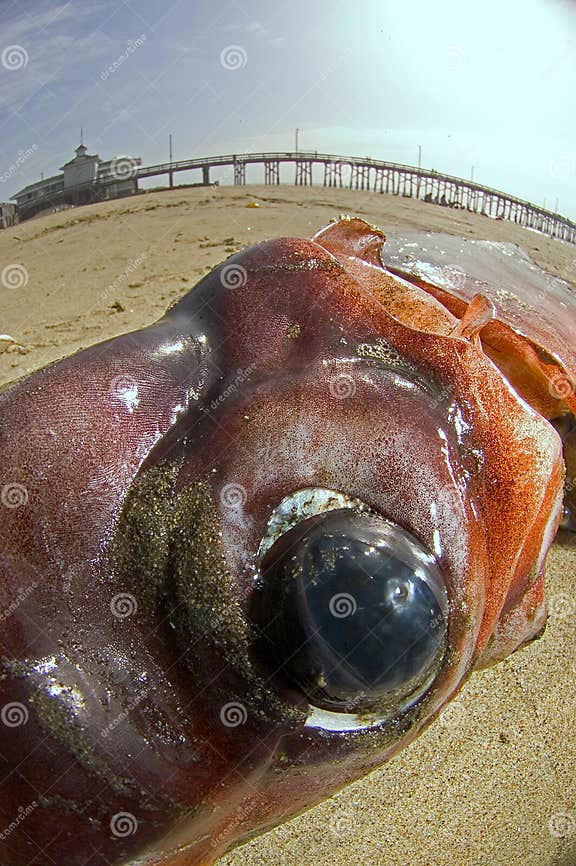 Squid eye stock image. Image of eyeball, sand, marine - 2856989