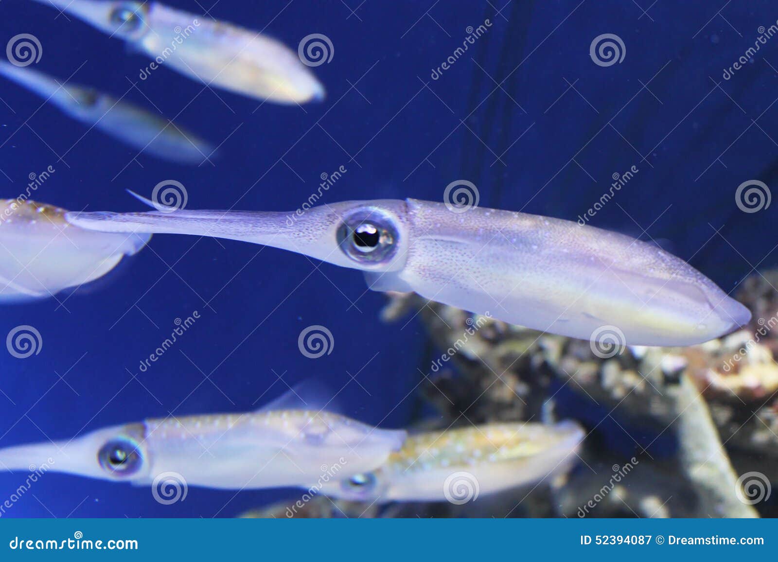 Squid Eye stock image. Image of blue, squid, marine, tank - 52394087