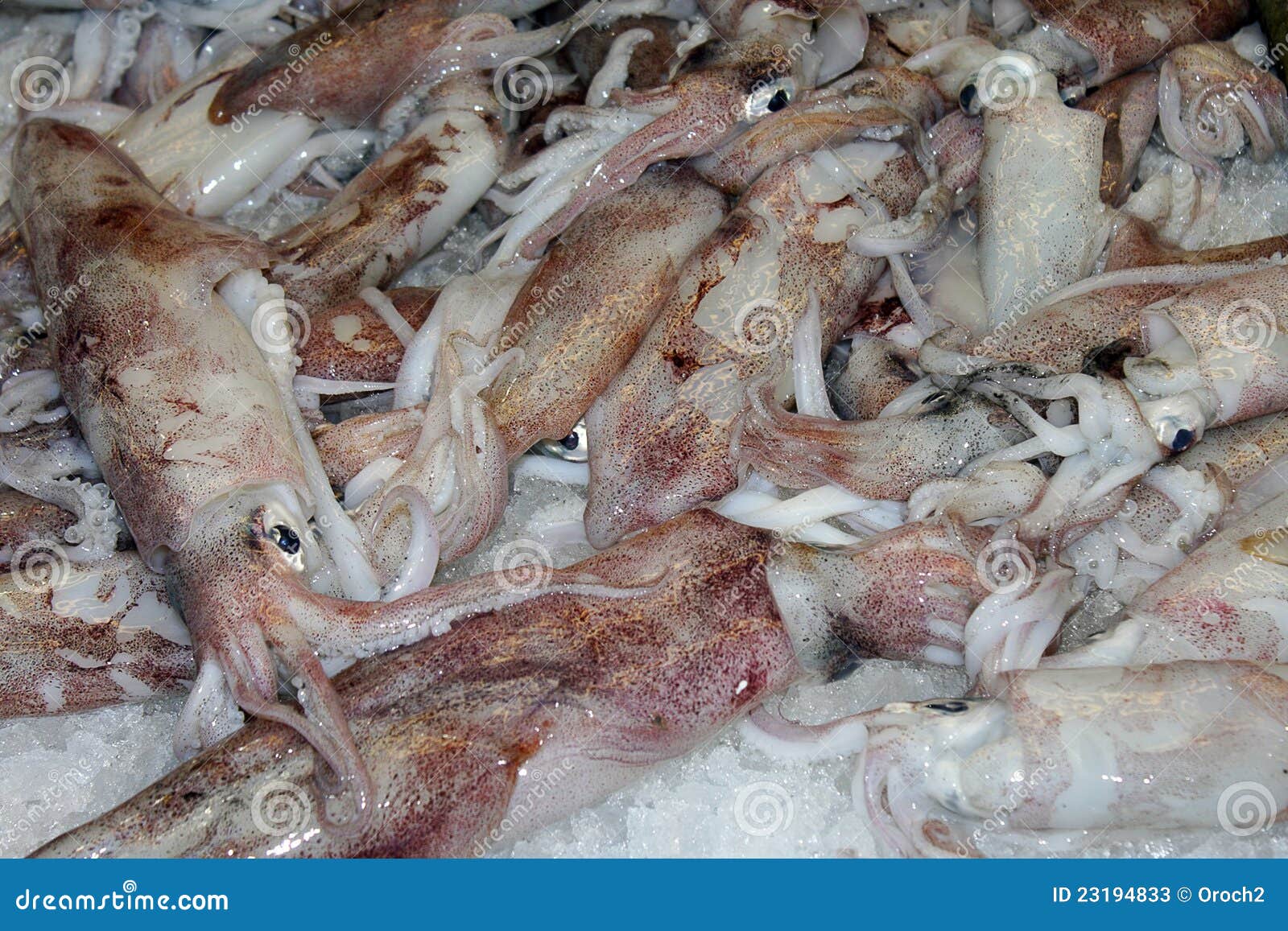 Squid at the fish market stock image. Image of trade - 23194833