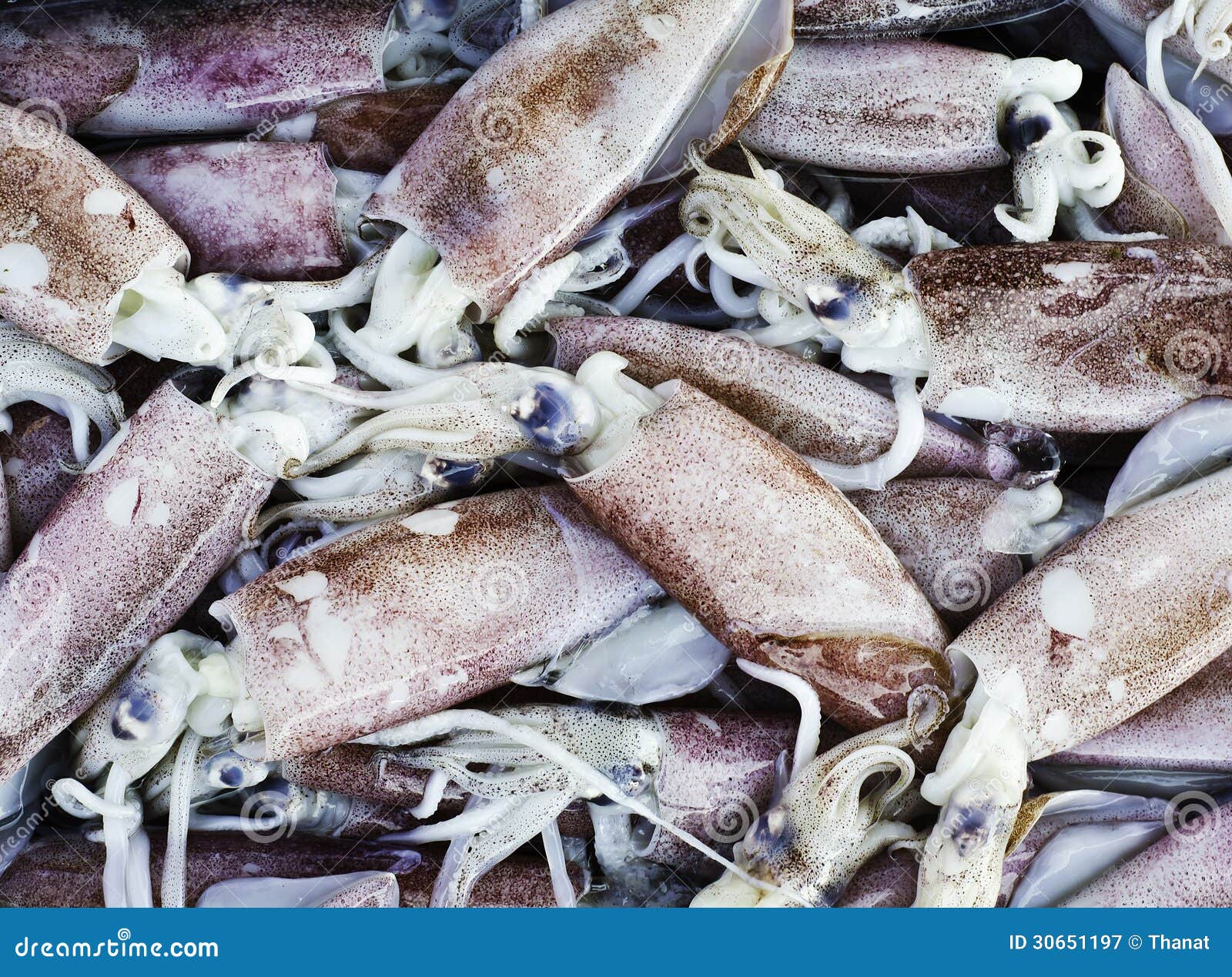 Squid stock image. Image of invertebrate, color, horizontal - 30651197