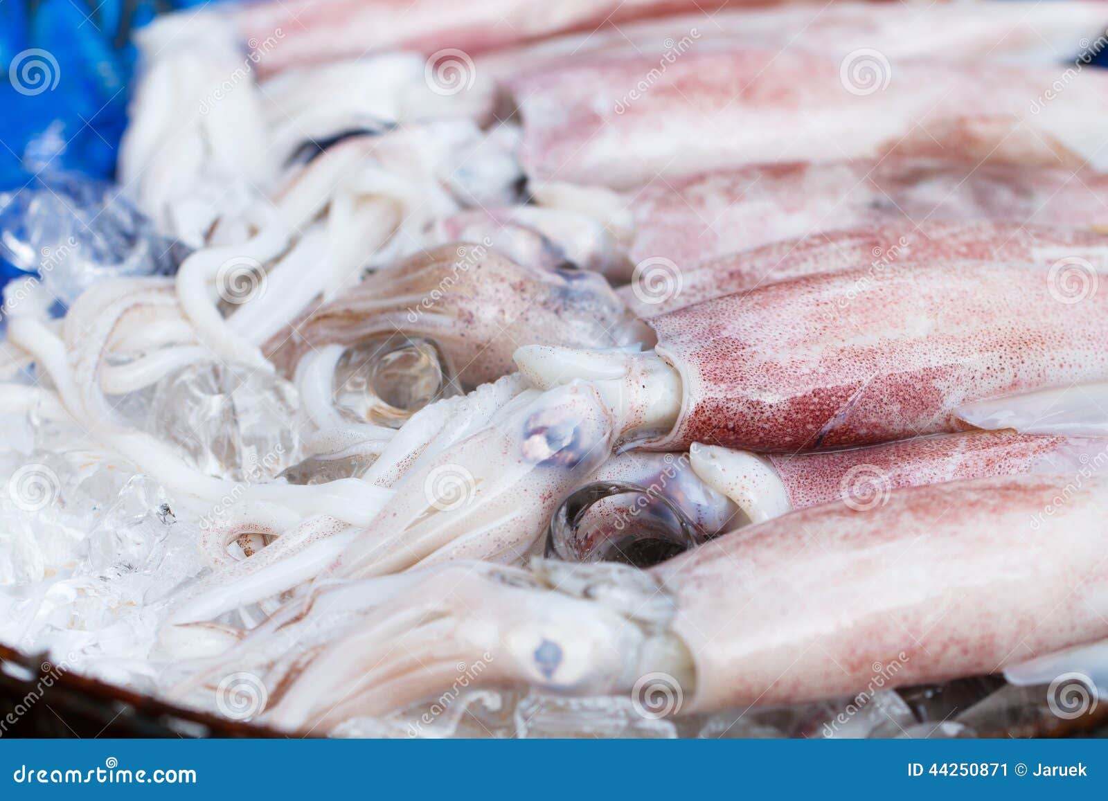Squid stock image. Image of fresh, mollusk, life, cephalopod - 44250871