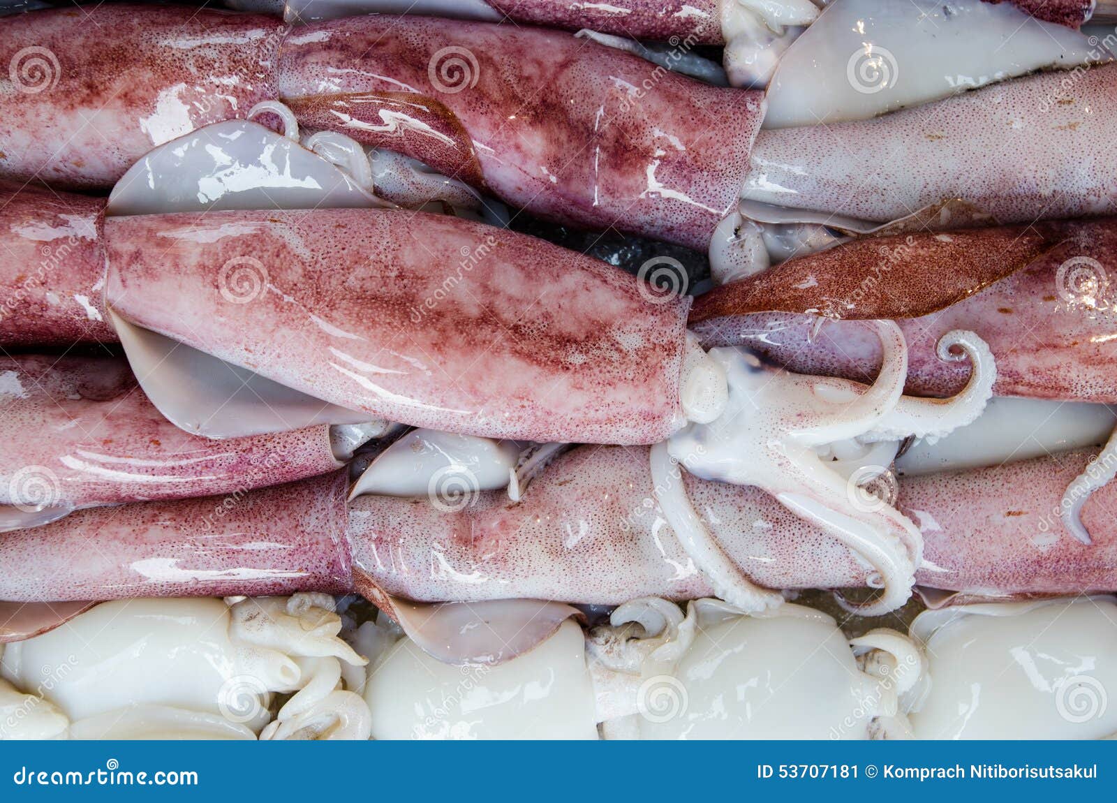 Squid stock image. Image of food, fish, freshness, animal - 53707181