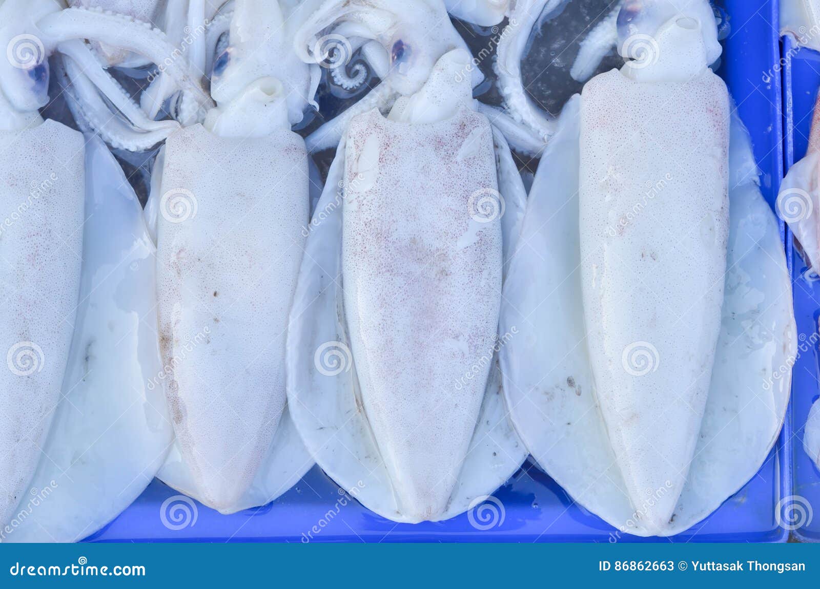 Squid ,Fresh seafood stock image. Image of fish, freshness - 86862663