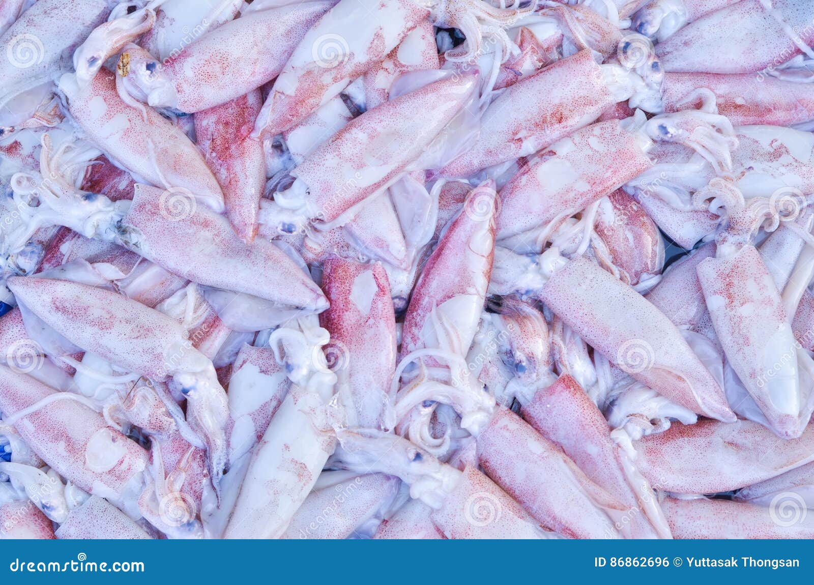 Squid ,Fresh seafood stock photo. Image of nature, plate - 86862696