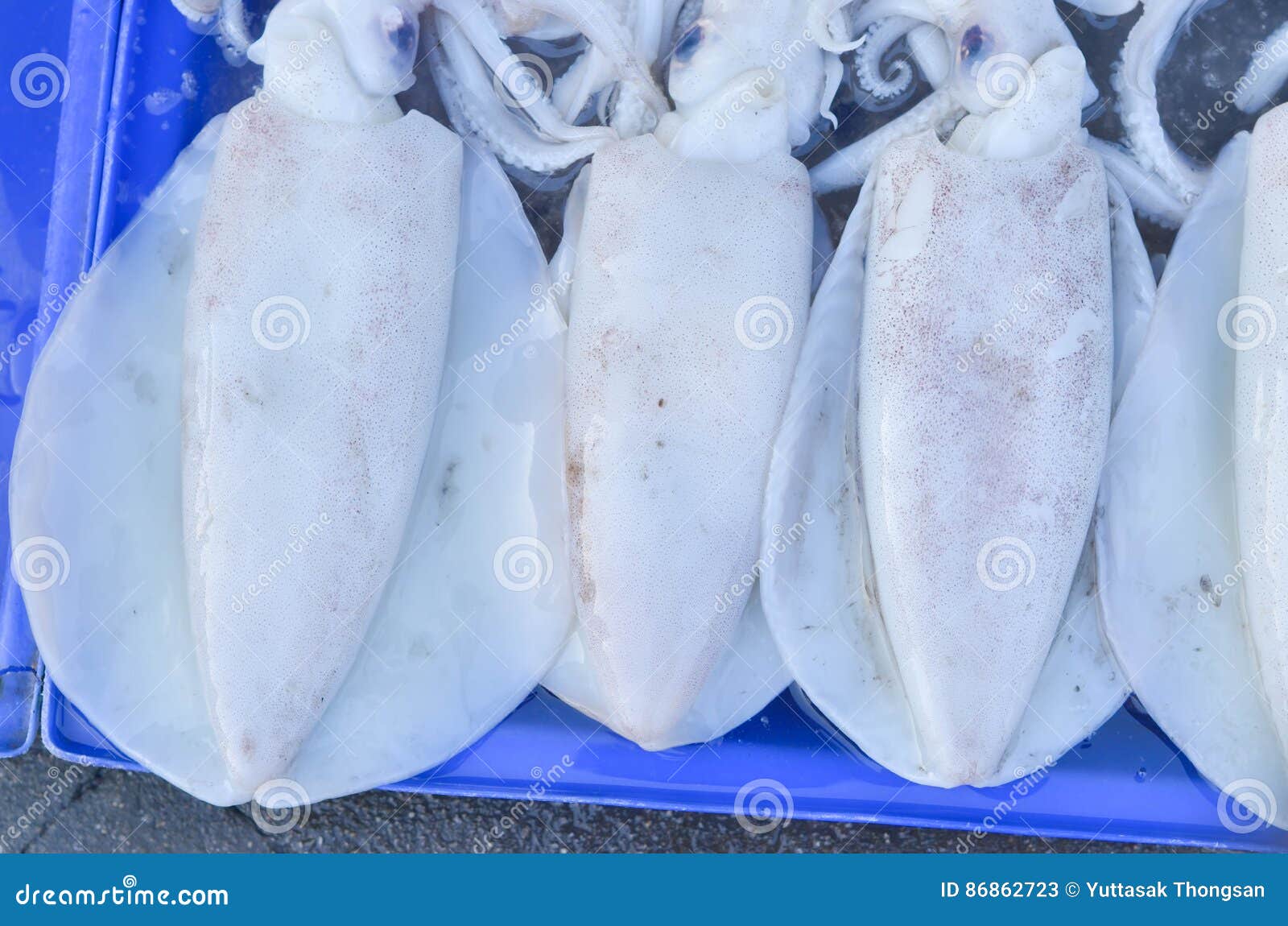 Squid ,Fresh seafood stock image. Image of catch, cook - 86862723