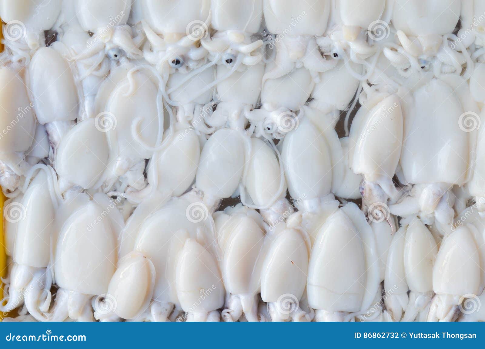 Squid ,Fresh seafood stock photo. Image of gourmet, nutrition - 86862732