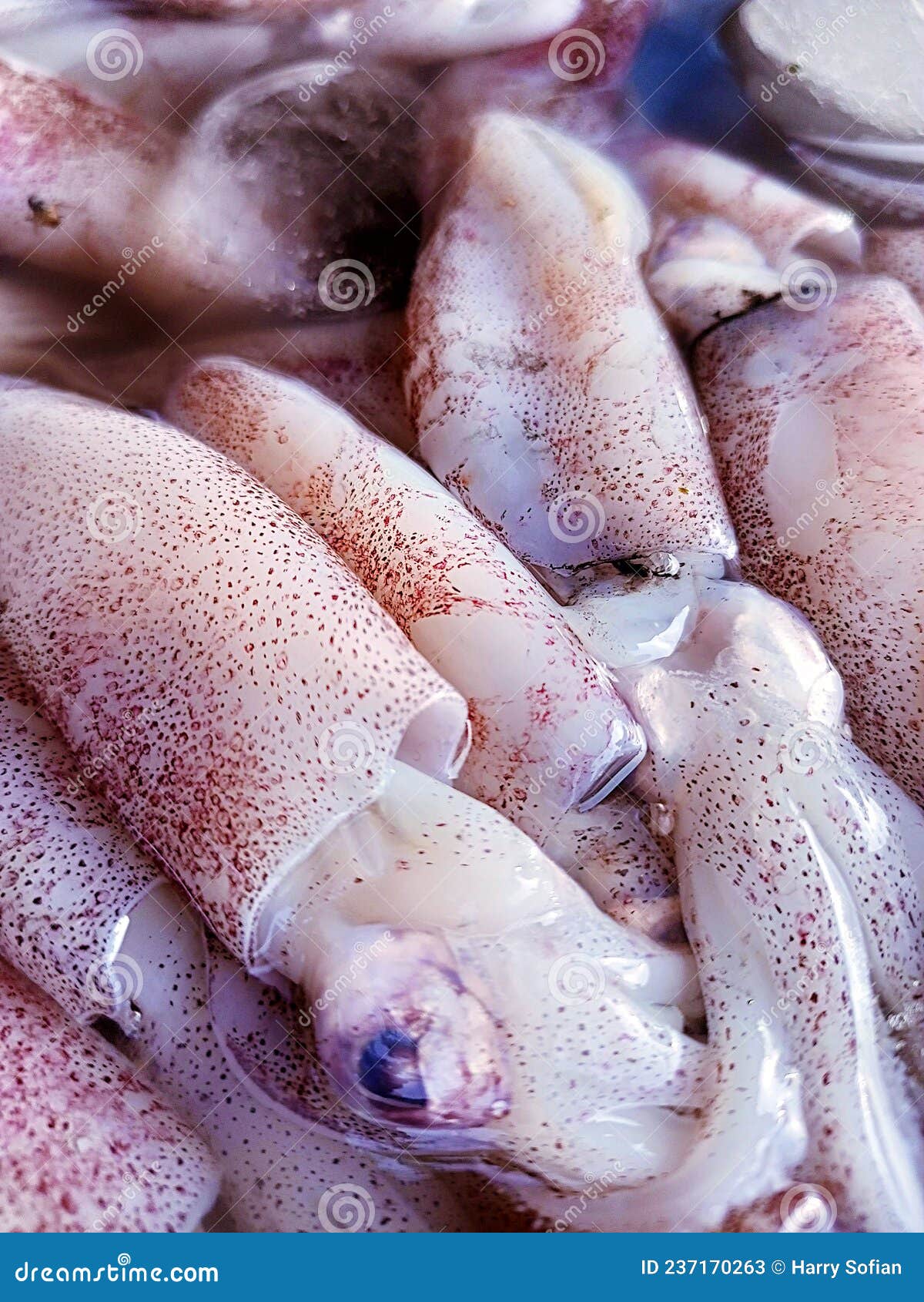 Squid stock image. Image of fish, market, hunting, icon - 237170263