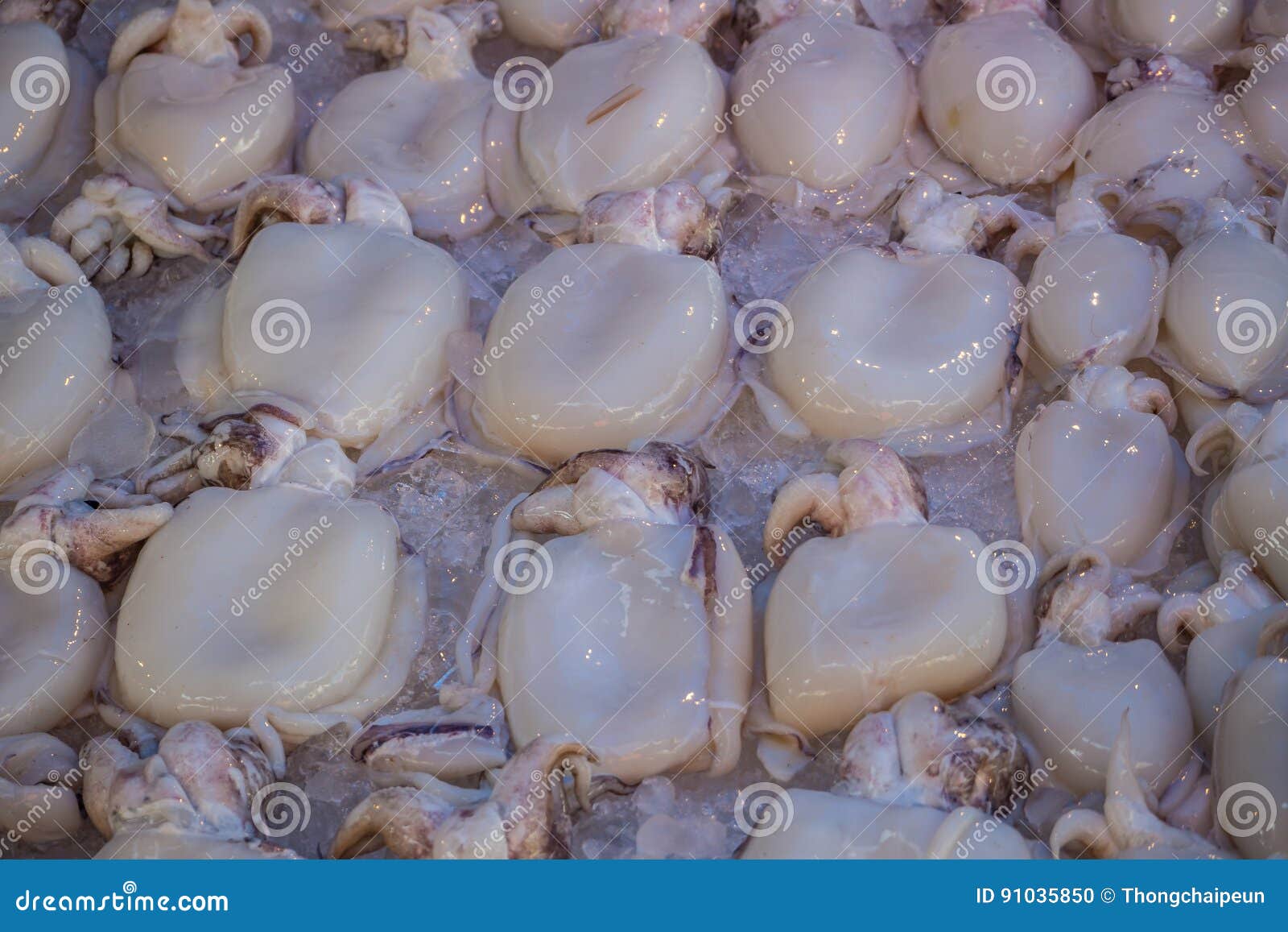 Squid stock photo. Image of seafood, group, healthy, marine - 91035850