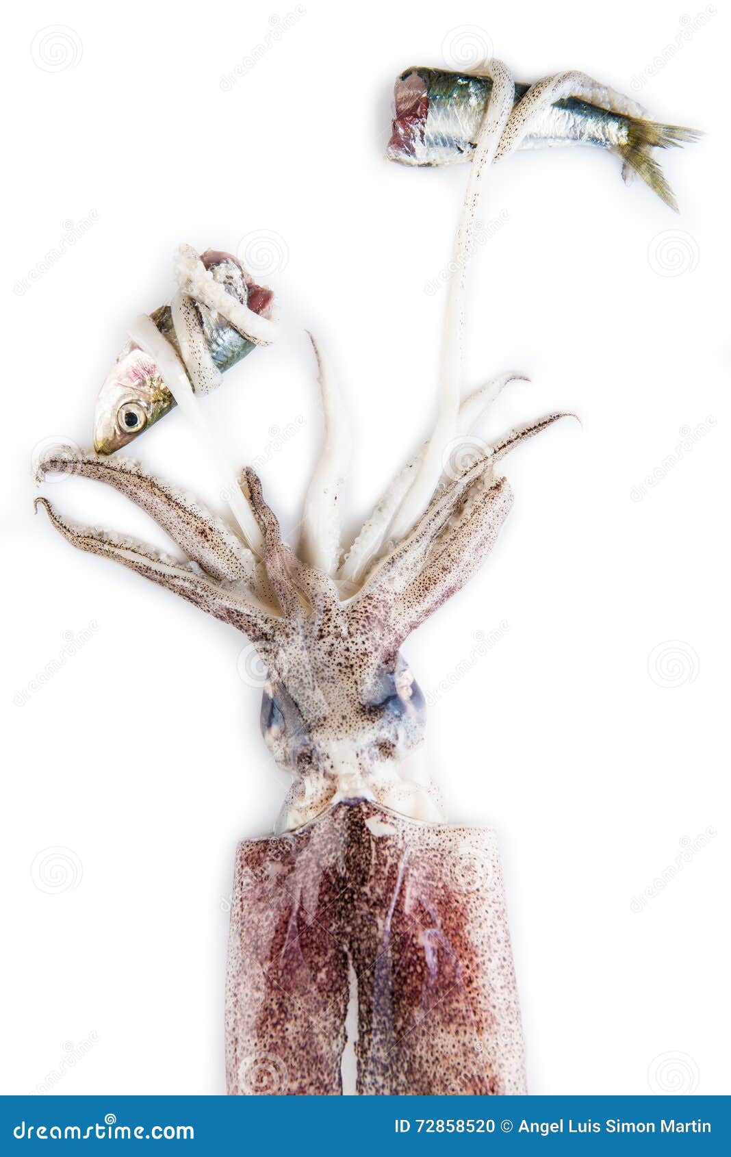 Squid Hunting a Fish on White Stock Photo - Image of combat, chain ...