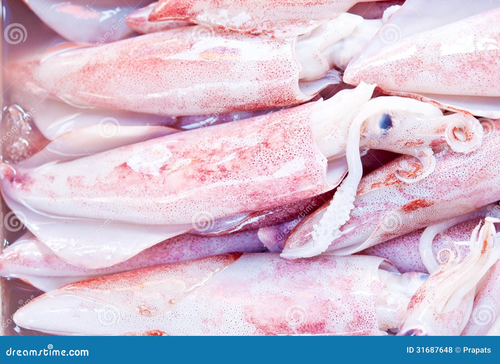 Squid in ice for sale stock photo. Image of cook, fish - 31687648