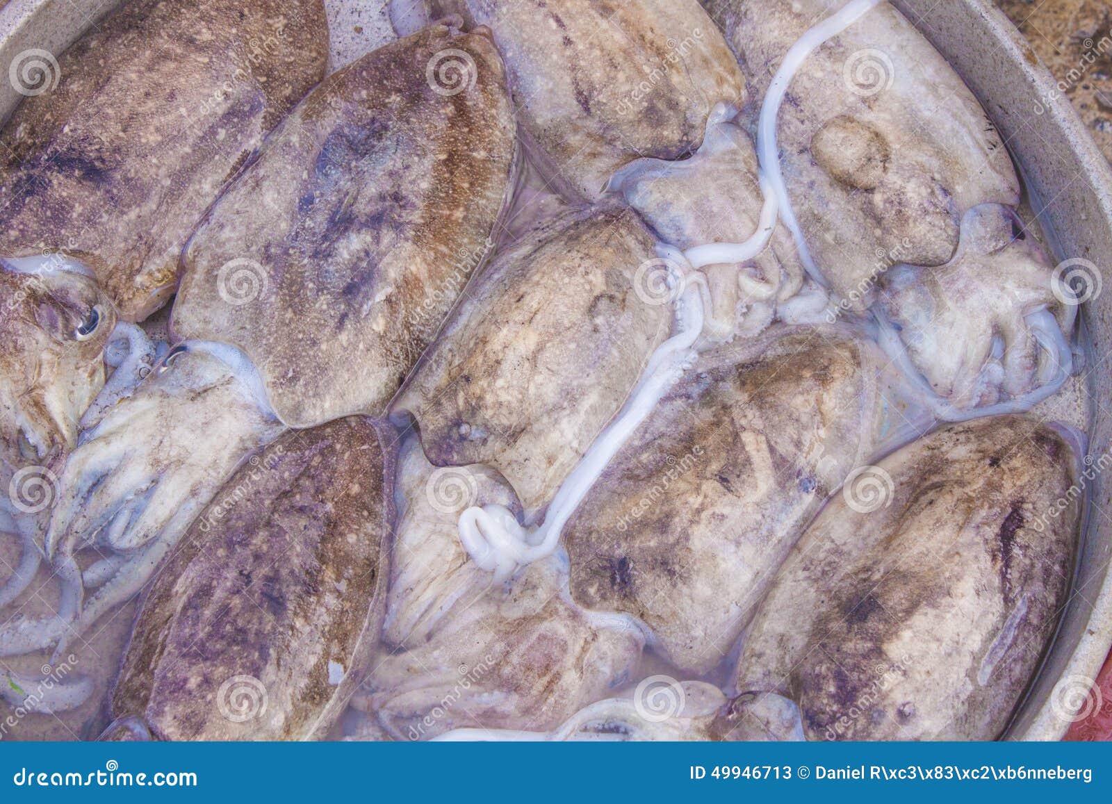 Squid market stock image. Image of cuttlefish, animal - 49946713