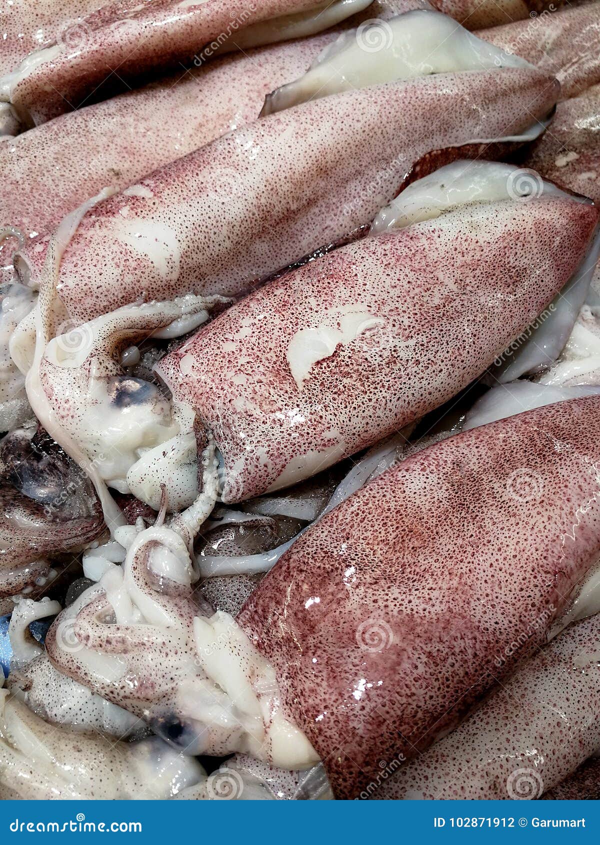 Squid at market stock photo. Image of market, gourmet - 102871912