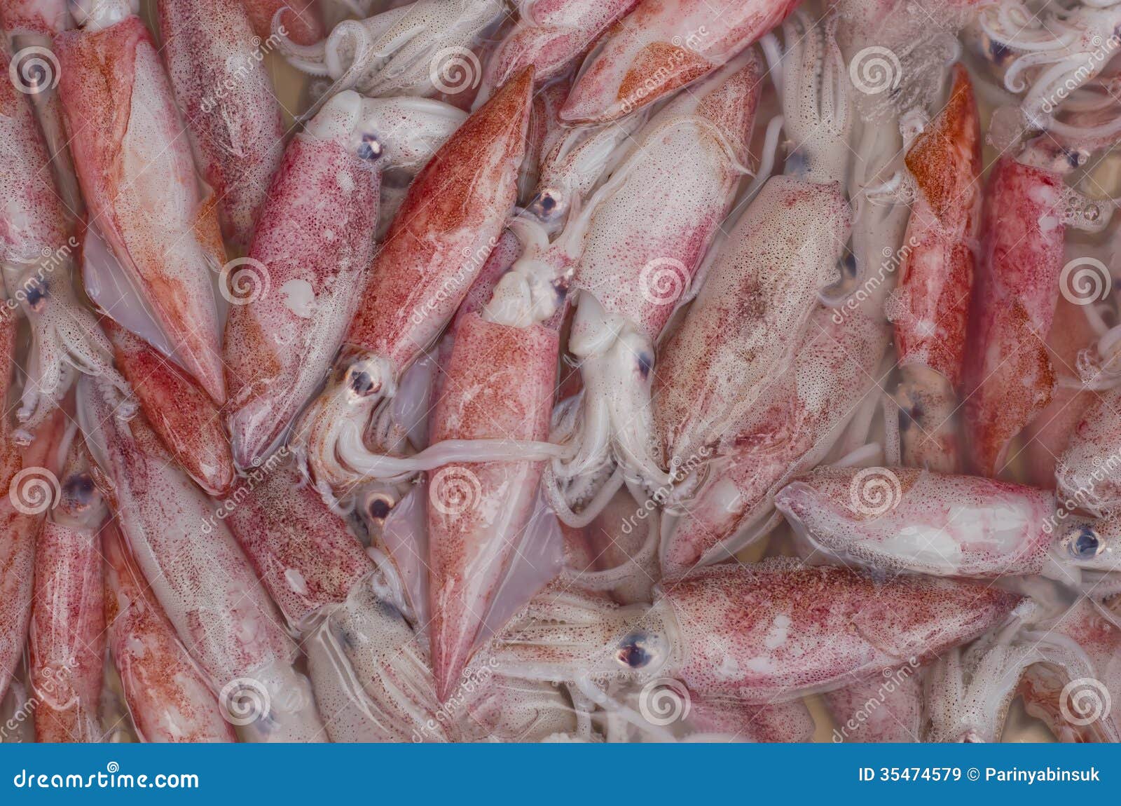 Squid in the market stock image. Image of squid, fish - 35474579