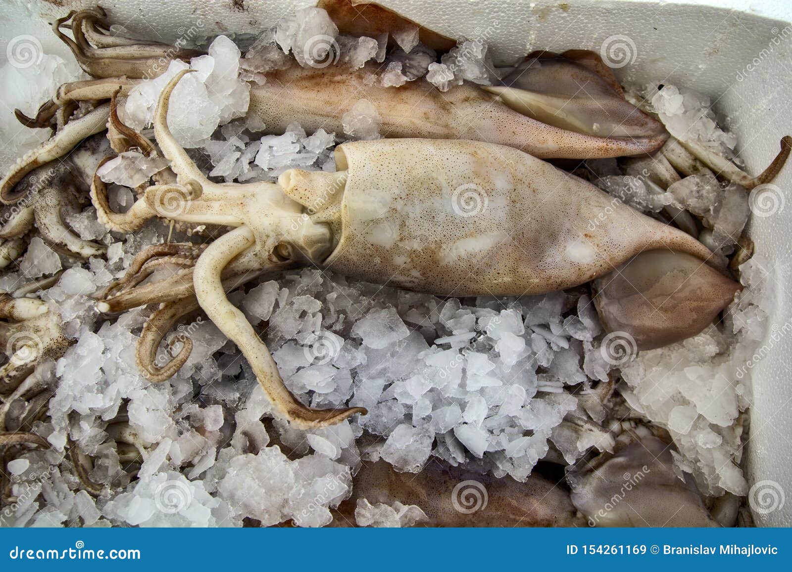 Squid on the market stock image. Image of protein, calamari - 154261169