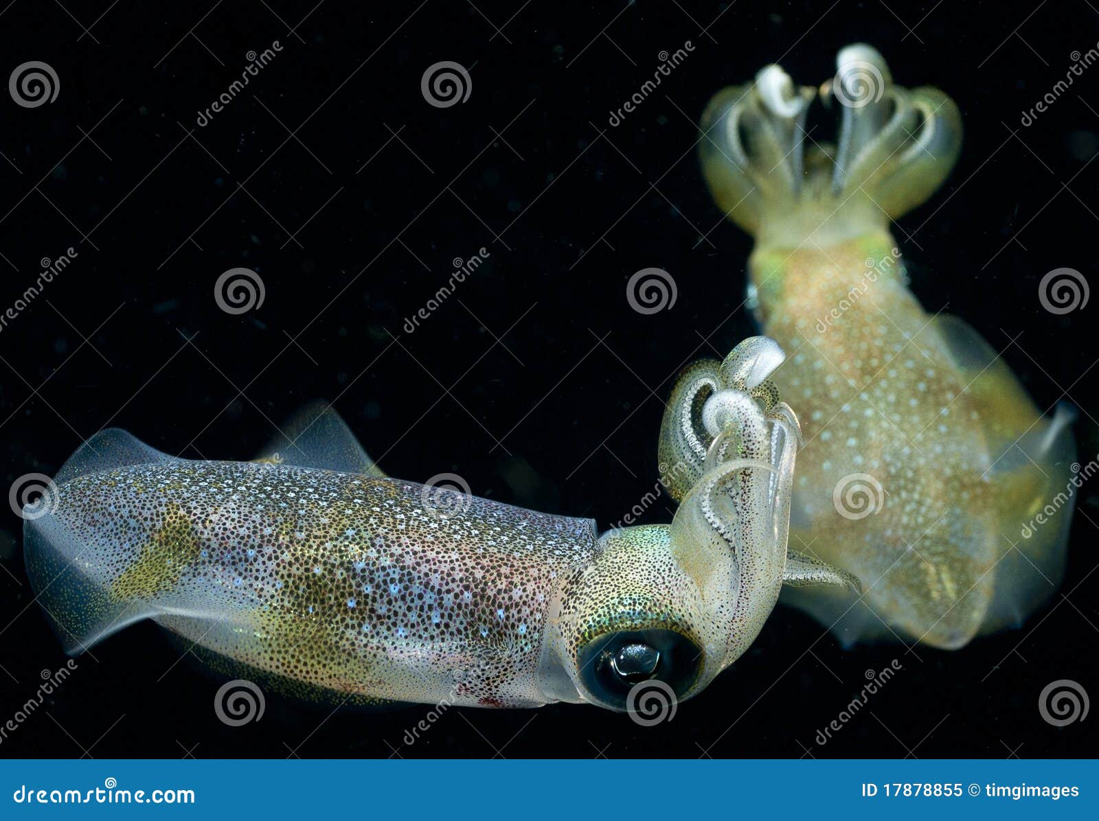 Squid on night dive stock image. Image of life, siau - 17878855