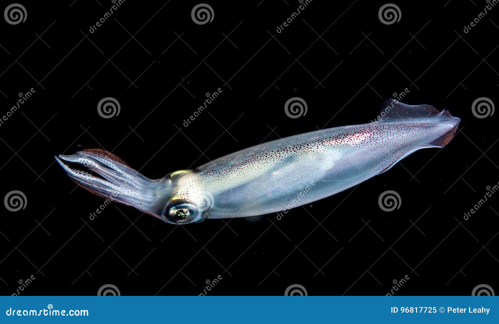 A Squid at Night in the Gulfsteram. Stock Image - Image of marine ...