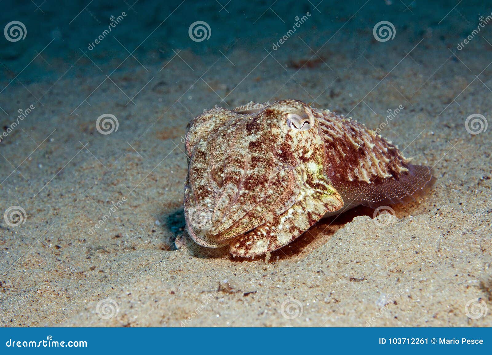 Squid Hiding To Catch Small Fish Stock Image - Image of invertebrate ...
