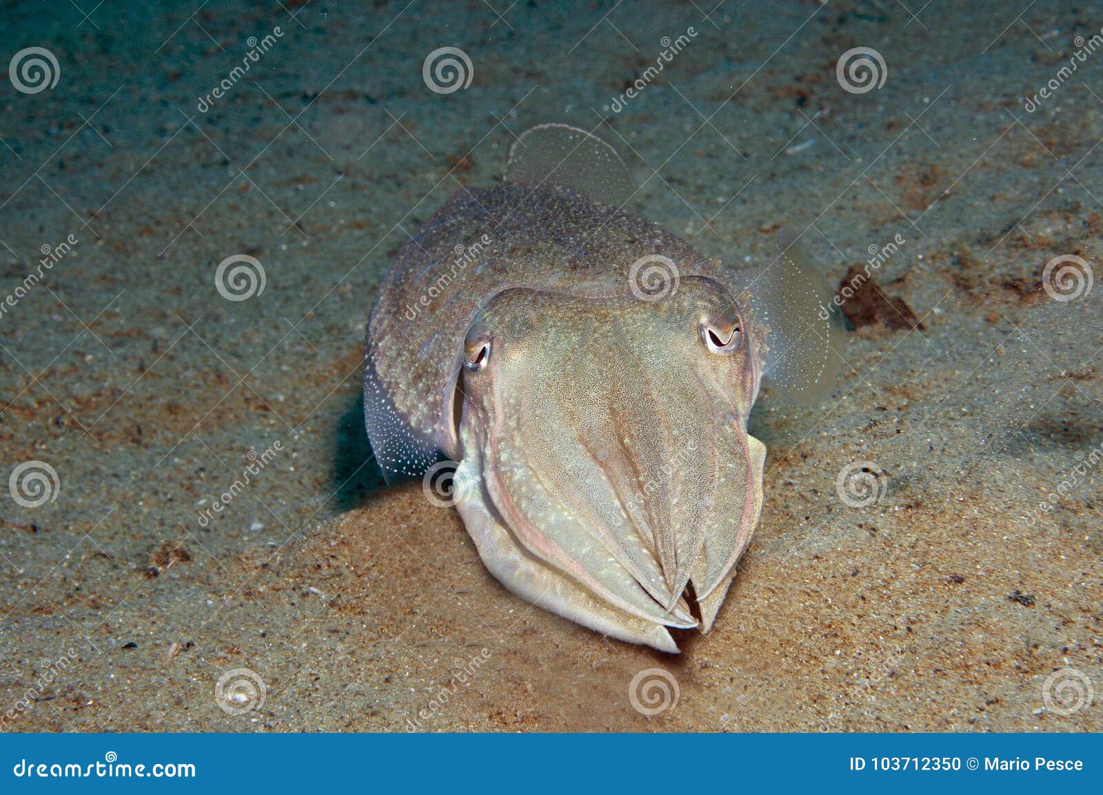 Squid Hiding To Catch Small Fish Stock Photo - Image of water, wildlife ...