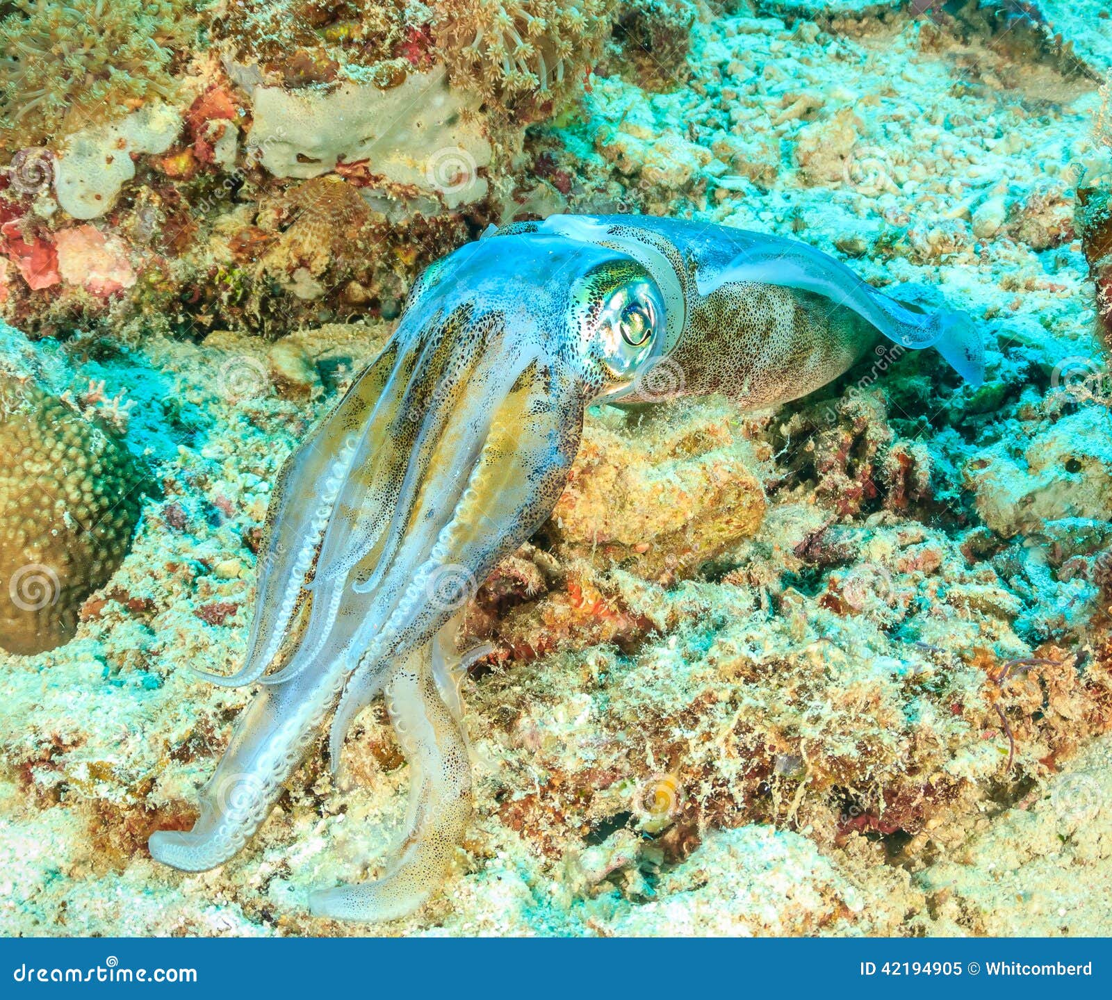 Squid resting on a reef stock image. Image of malaysia - 42194905