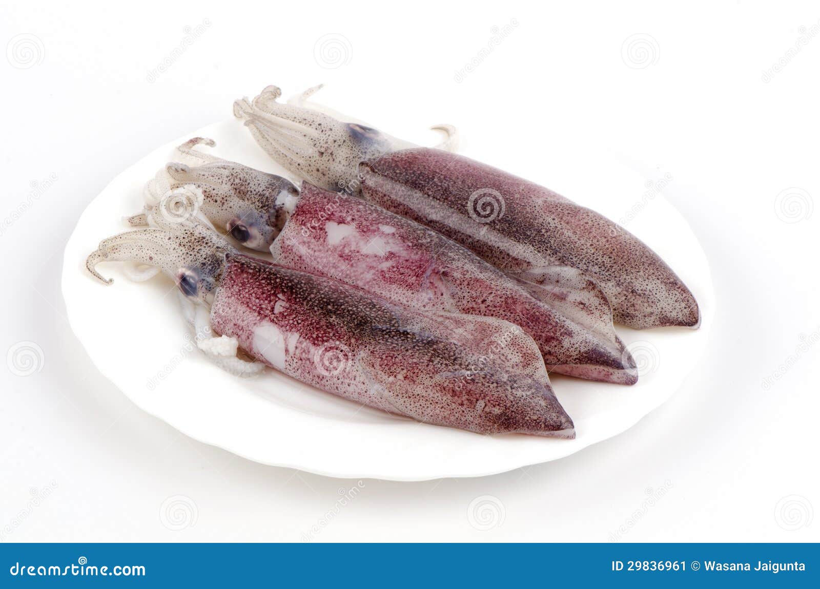 Squid (Teuthida) stock image. Image of life, fresh, mollusc - 29836961