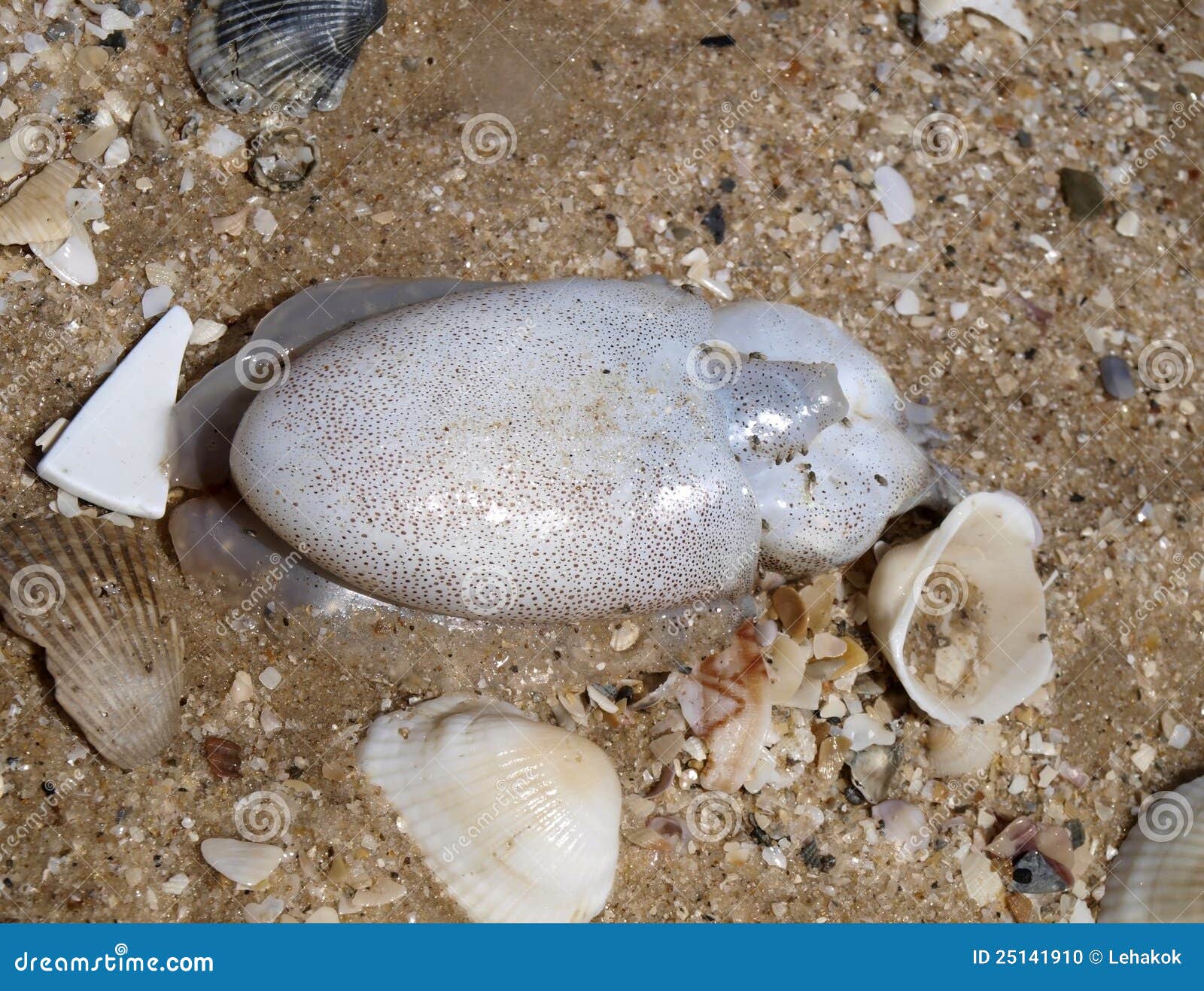 Squid on the sand stock photo. Image of ecosystem, animal - 25141910