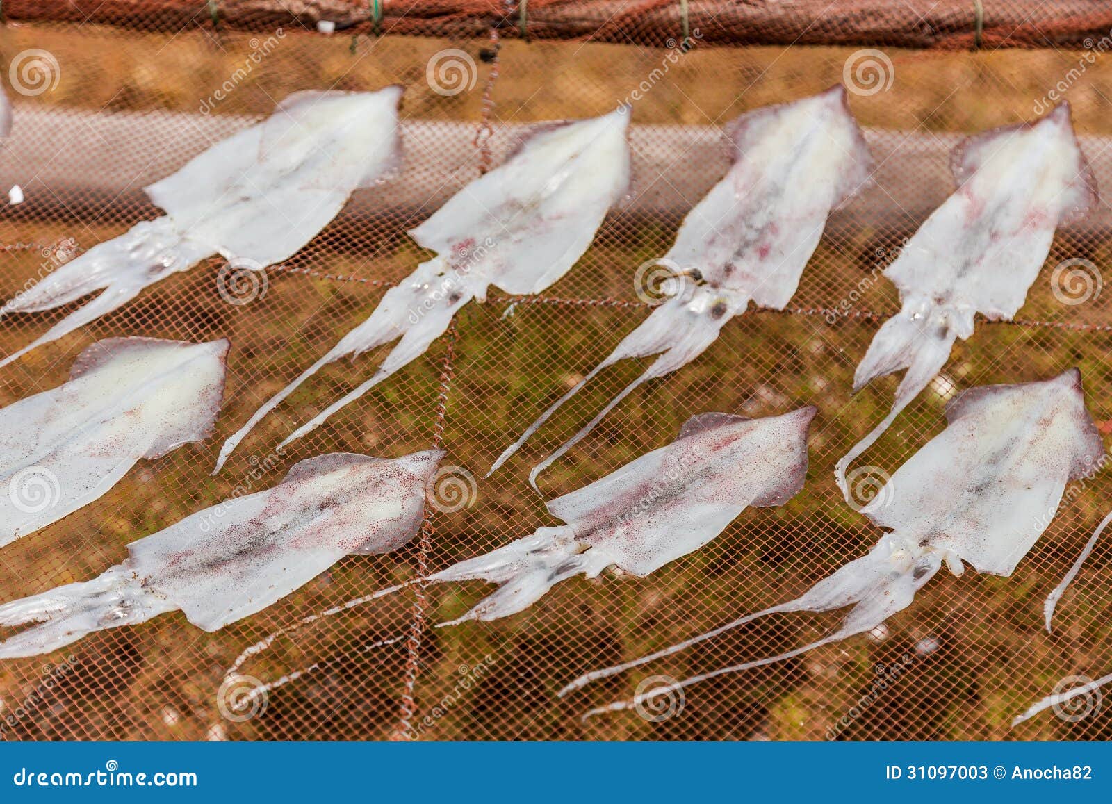 Squid sun. stock image. Image of healthy, cuttlefish - 31097003