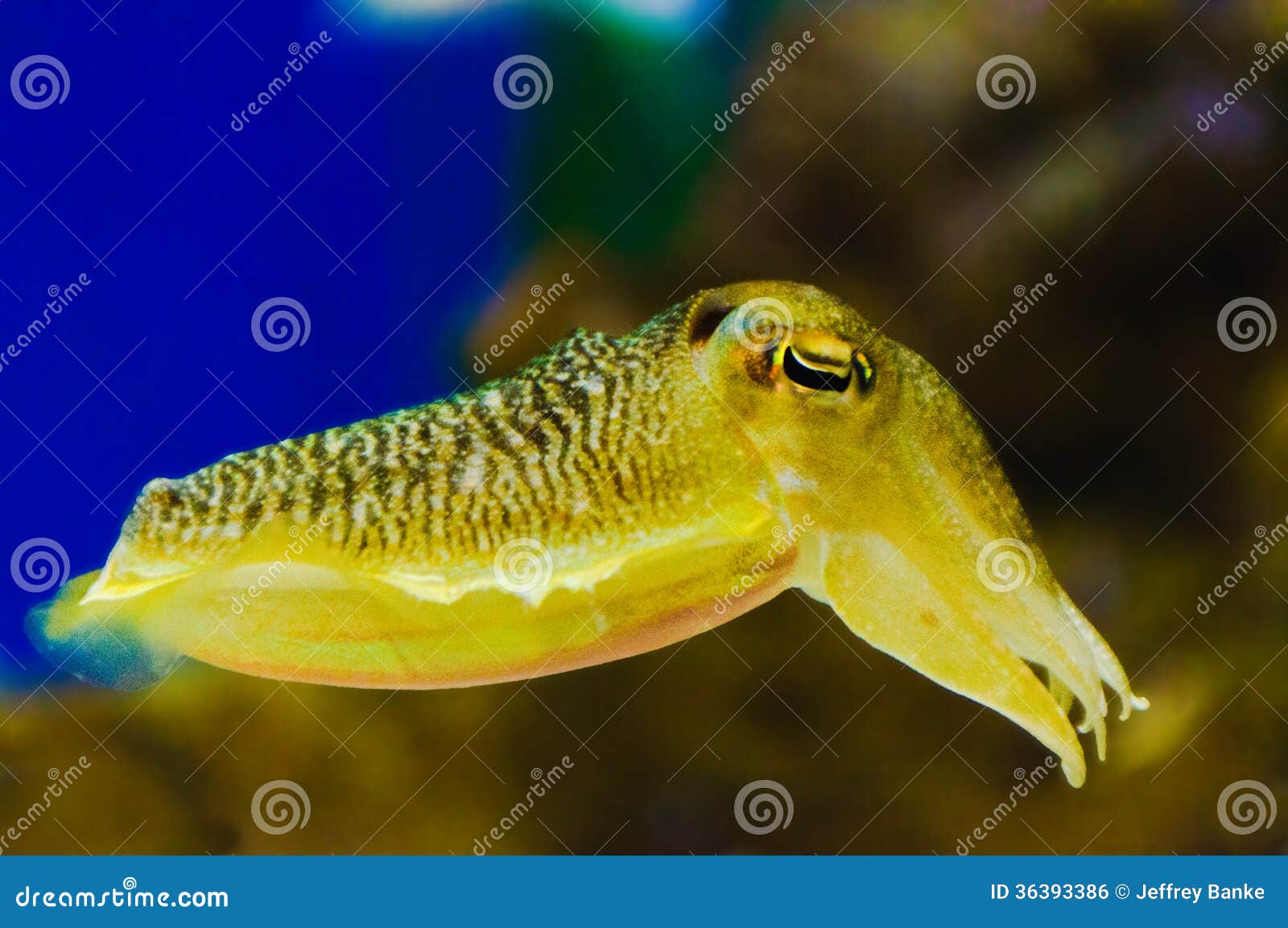 Squid swimming stock photo. Image of animal, aquarium - 36393386
